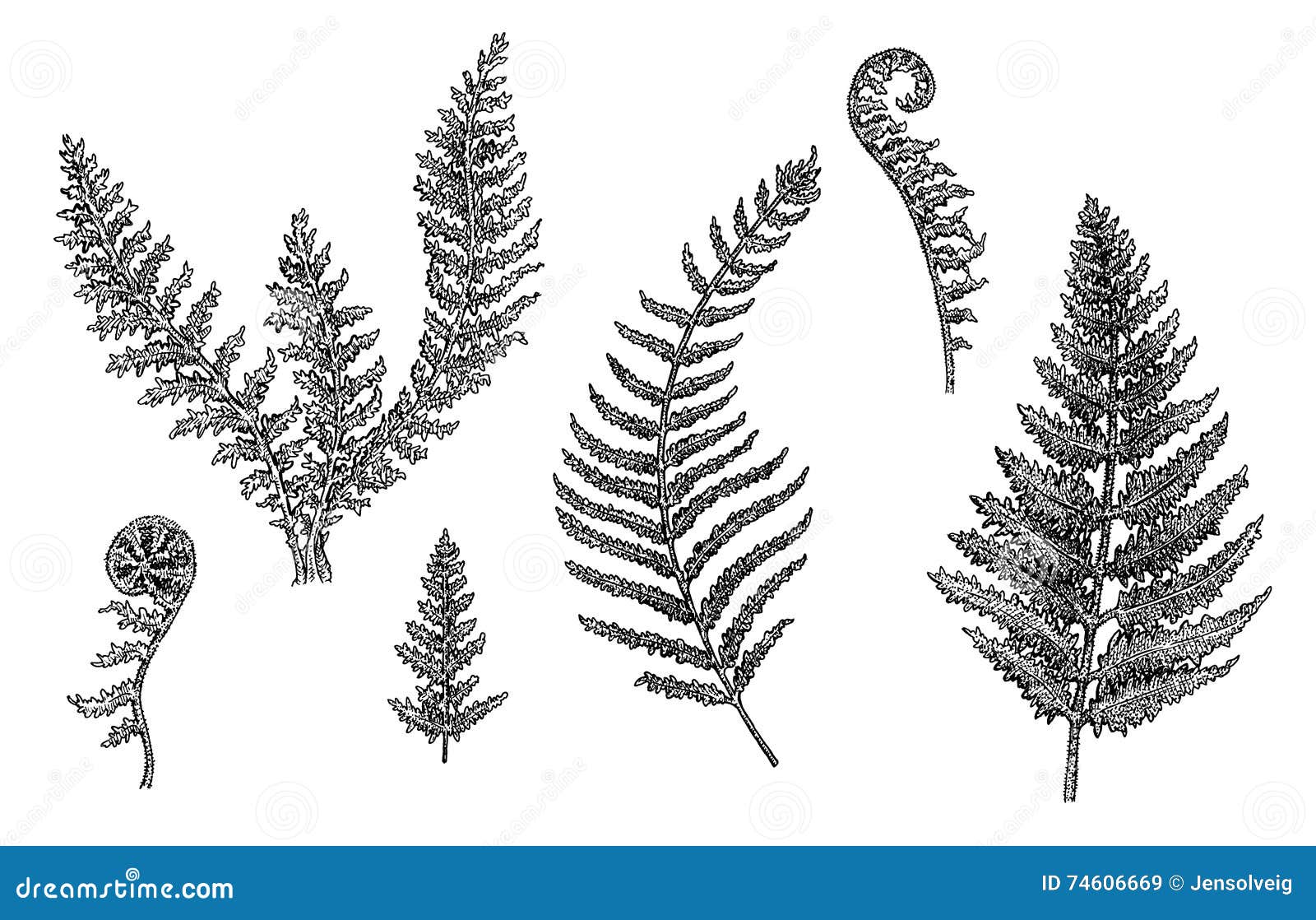 Farn stock abbildung. Illustration von ausbrüten, künstlerisch - 74606669