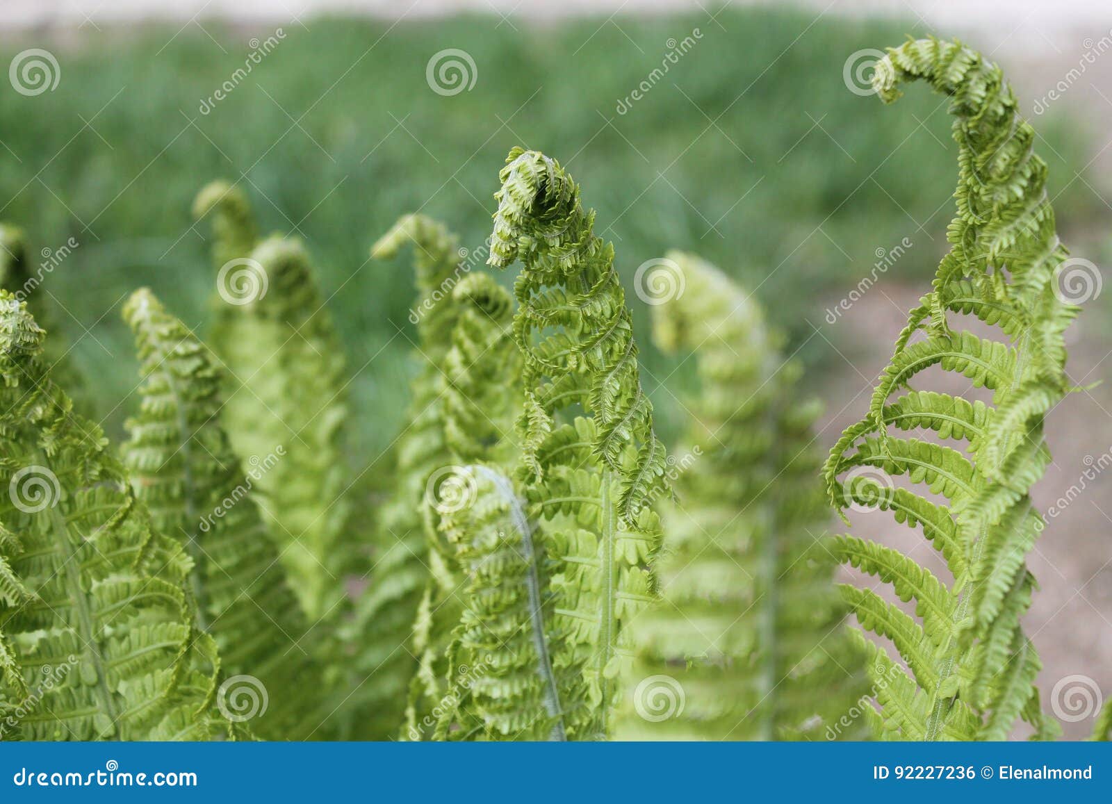 Farn stockfoto. Bild von kraut, bild, dekoration, klima - 92227236