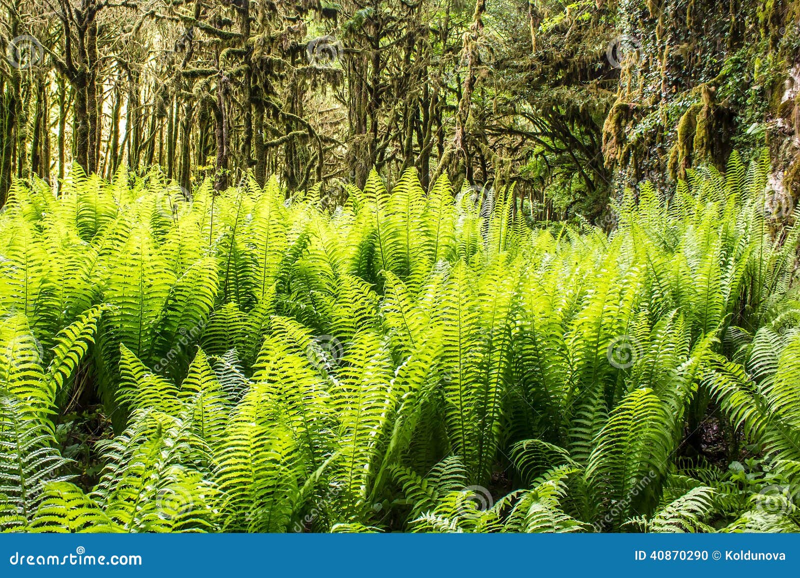 Farn Im Dichten Wald Des Buchsbaumes Stockfoto - Bild von frühling ...