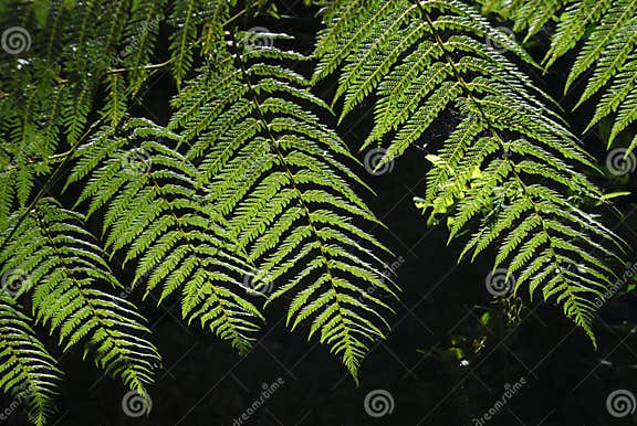 Farn im Wald stockbild. Bild von nave, farn, vorbehalt - 30713975