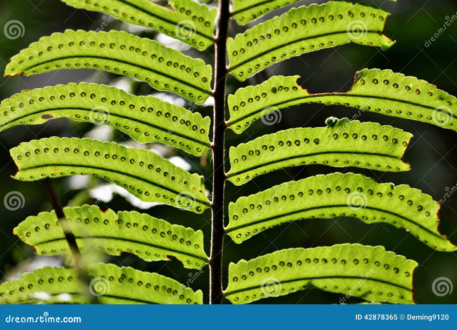 Farn mit den Sporen stockbild. Bild von auszug, fauna - 42878365