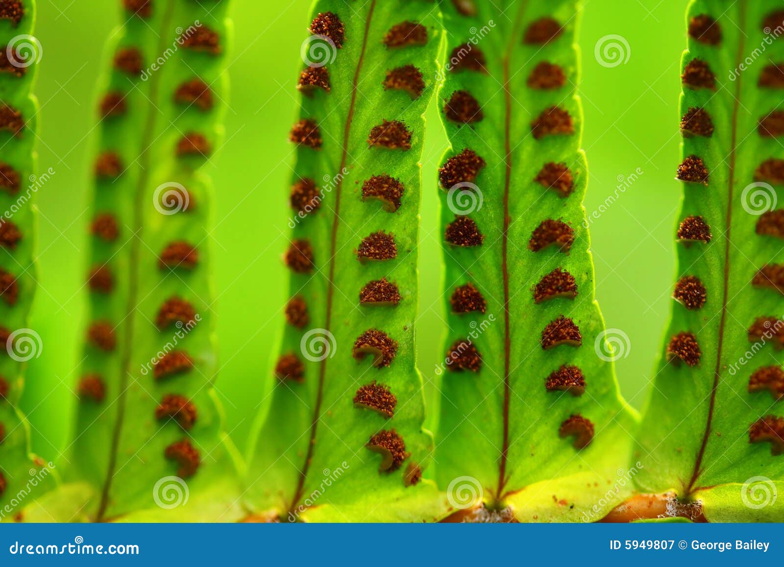 Farn-Sporen Makro stockbild. Bild von vegetation, blätter - 5949807