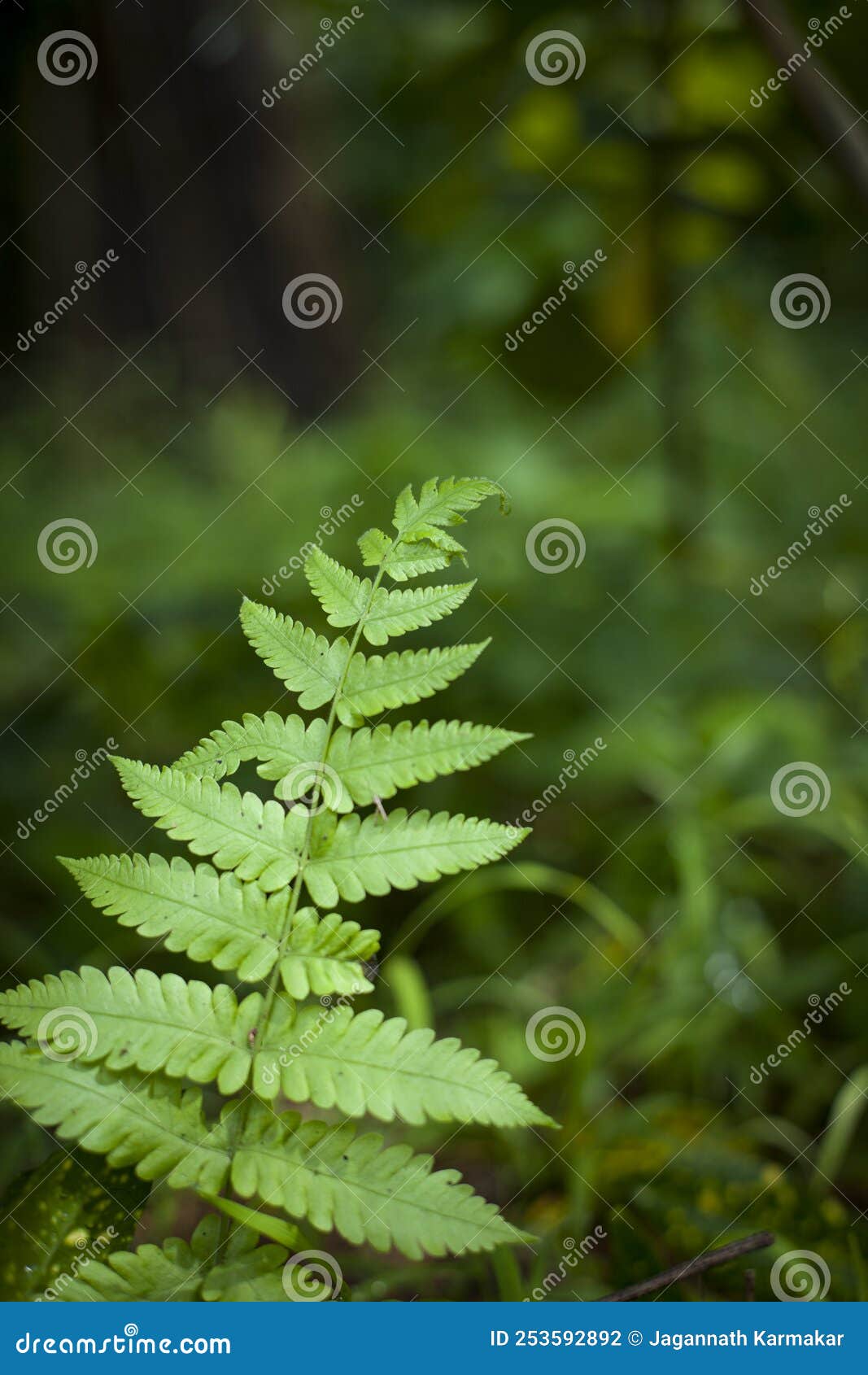 Farn tree in the forest stock photo. Image of vegetation - 253592892