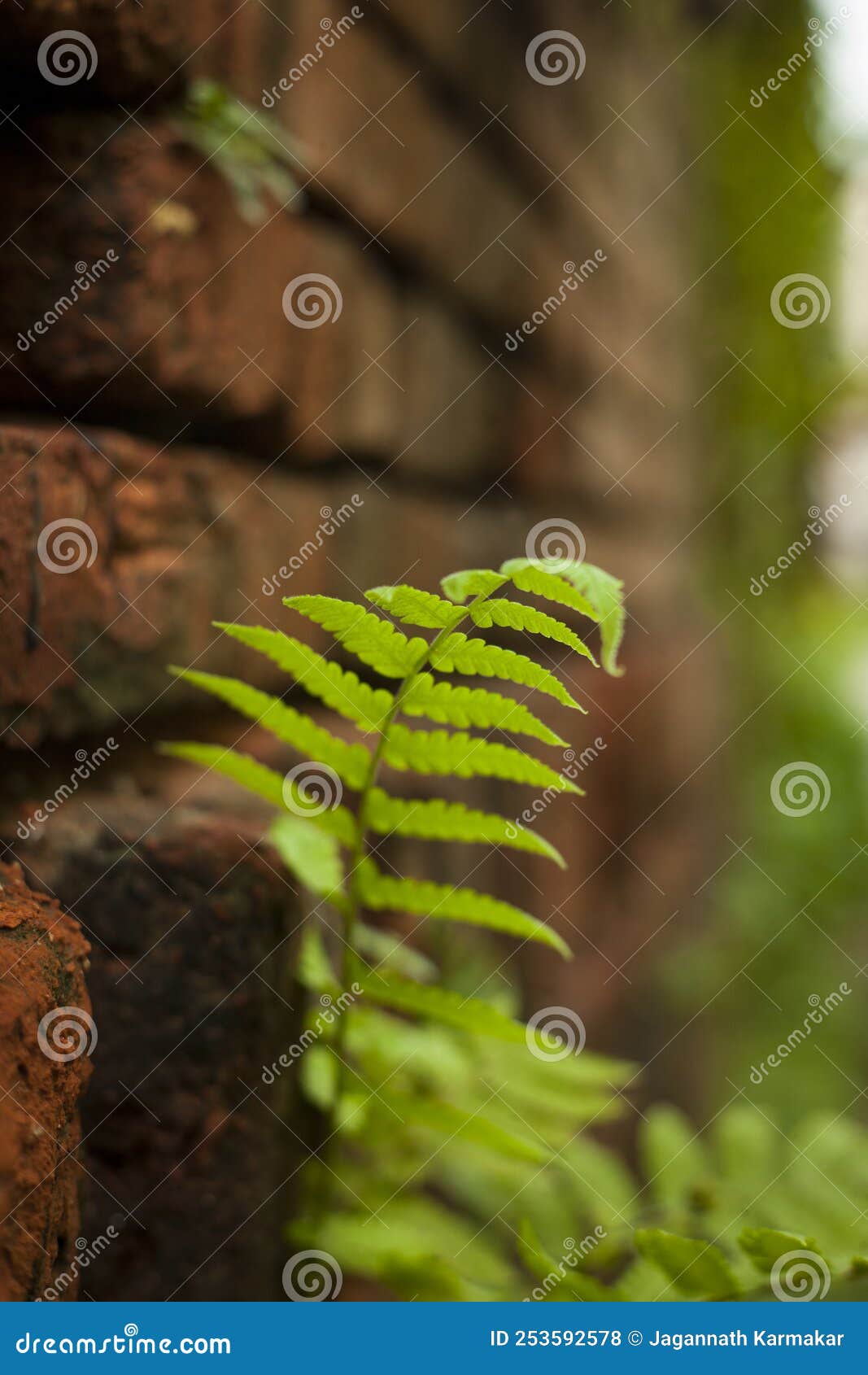 Farn tree on the wall stock photo. Image of wildlife - 253592578