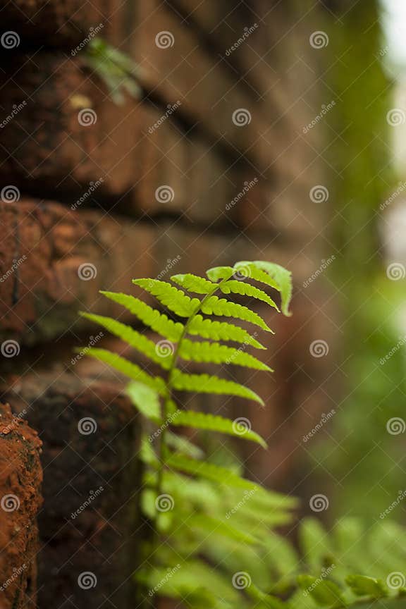 Farn tree on the wall stock photo. Image of wildlife - 253592578