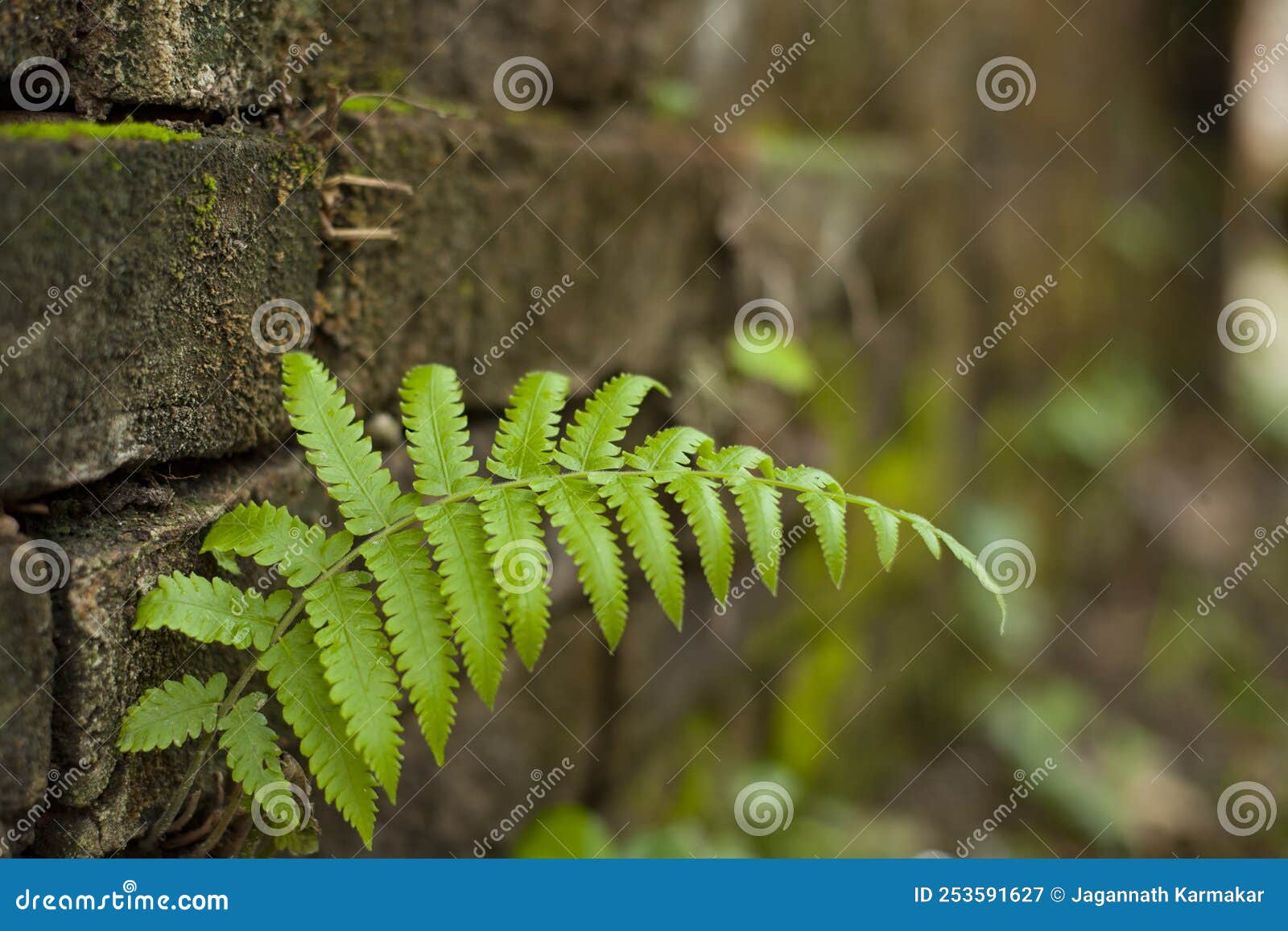 Farn tree on the wall stock image. Image of tree, plant - 253591627
