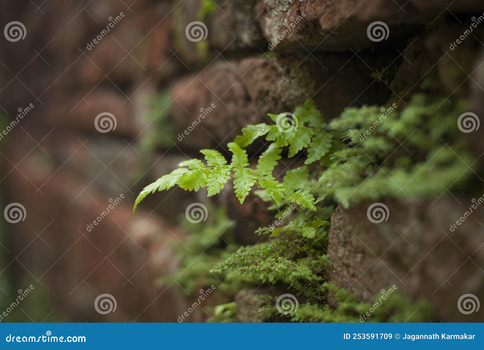 Farn tree on the wall stock image. Image of soil, jungle - 253591709