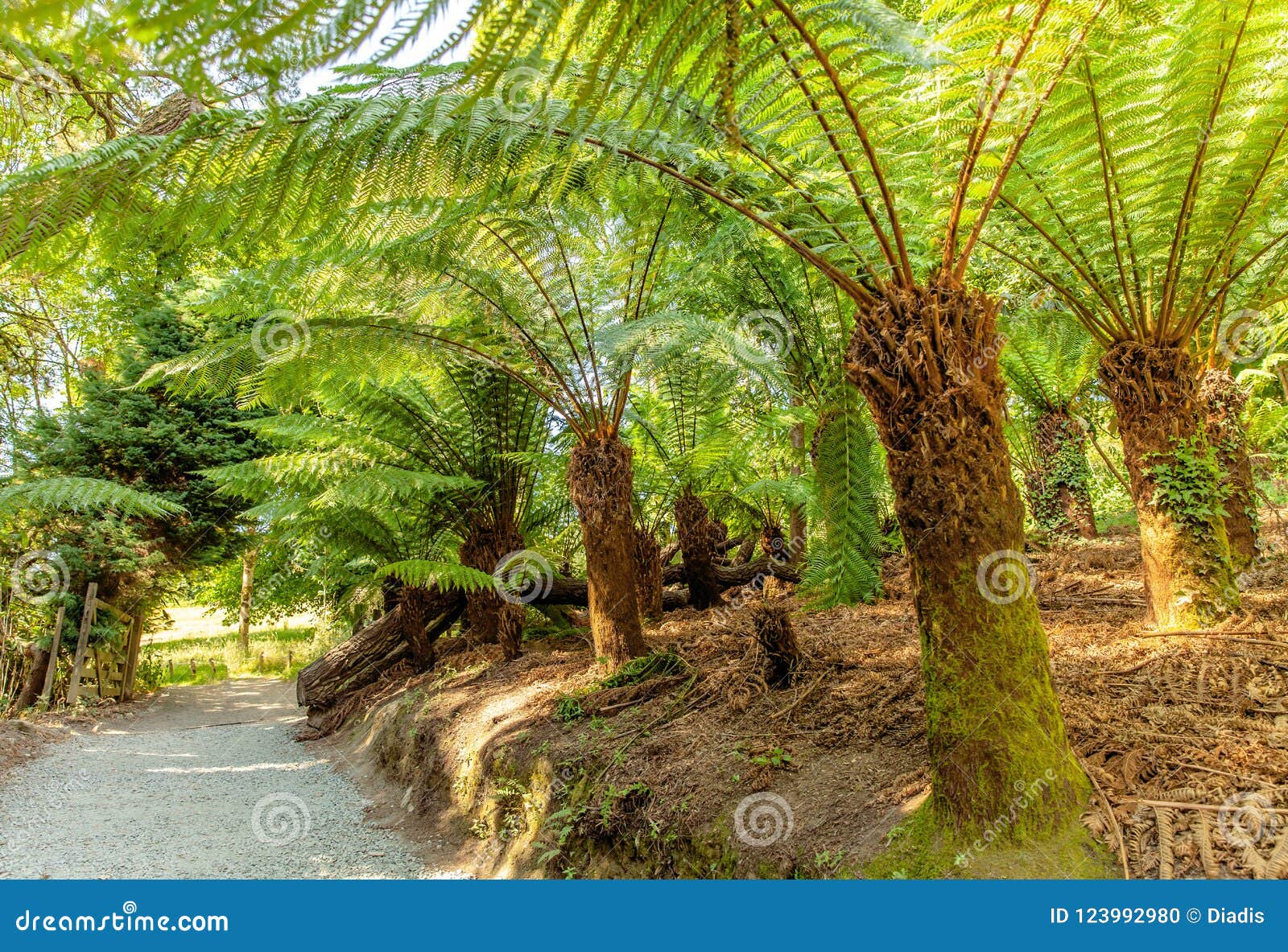 Farn Trees in the Jungle from Lost Gardens of Heligan Cornwall U Stock ...