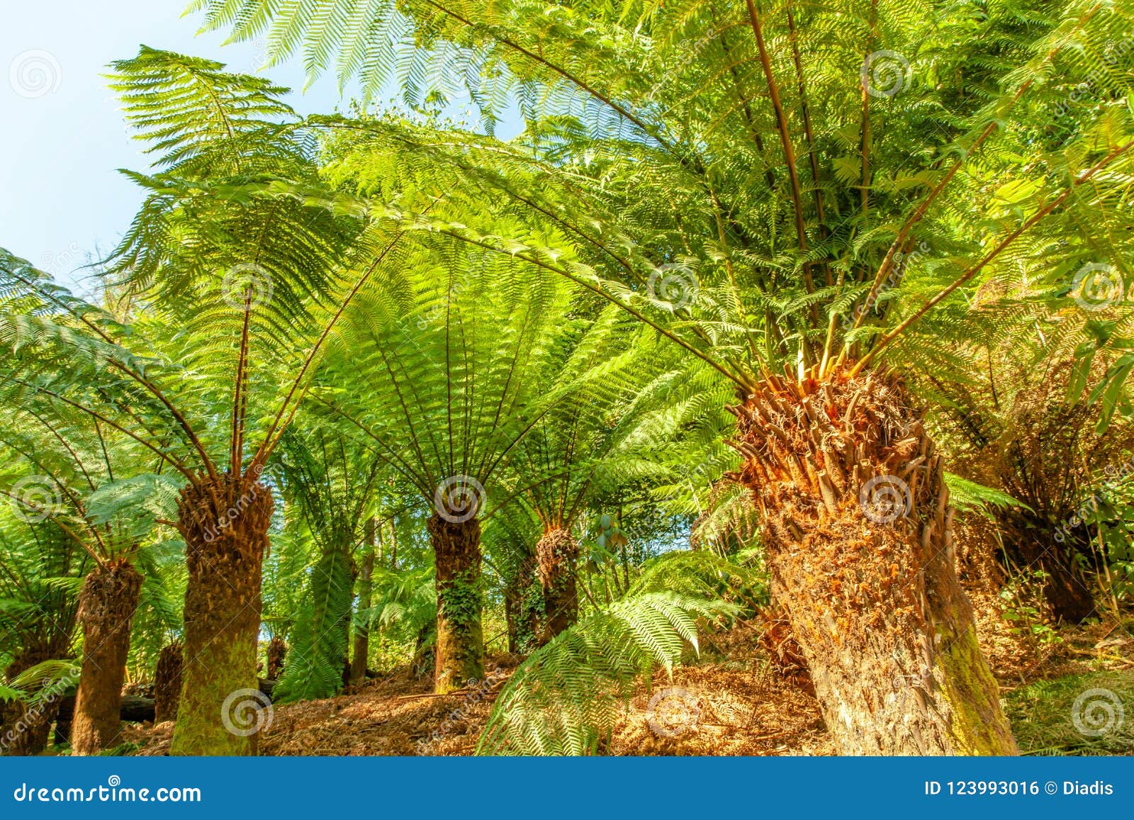 Farn Trees in the Jungle from Lost Gardens of Heligan Cornwall U Stock ...