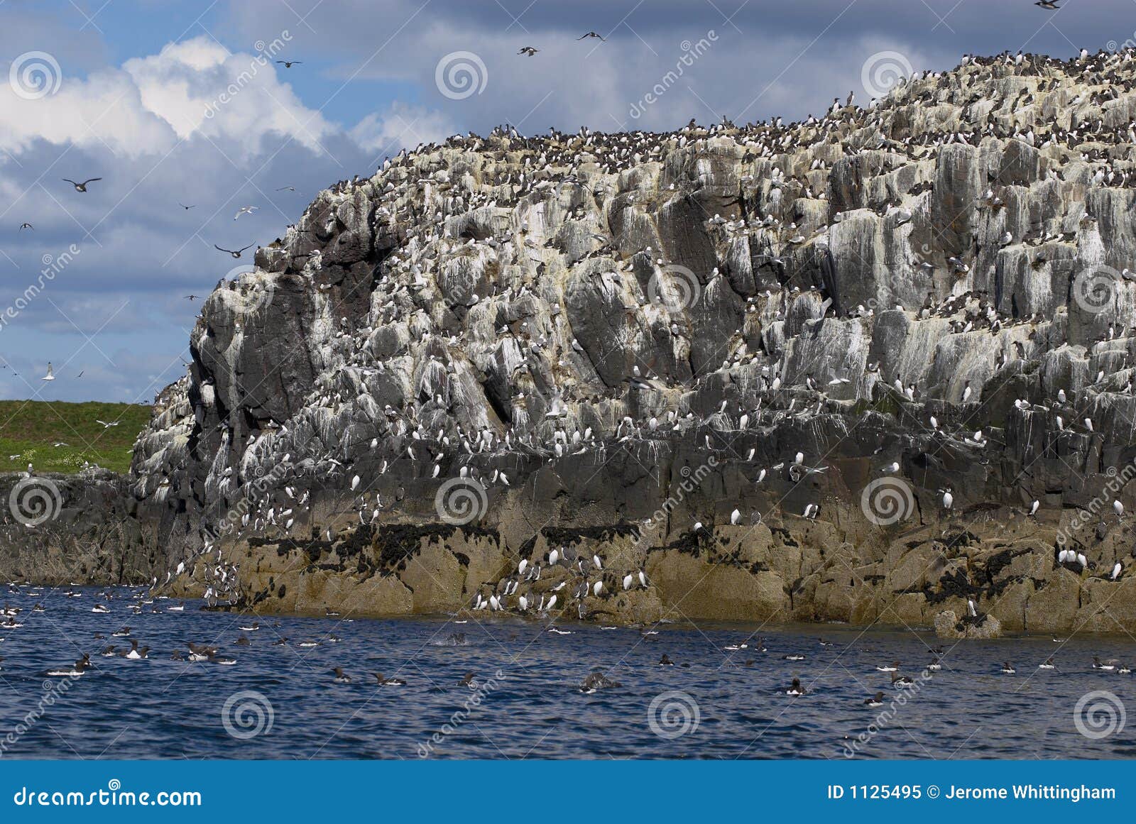 Farne13 imagen de archivo. Imagen de acantilados, pelusas - 1125495
