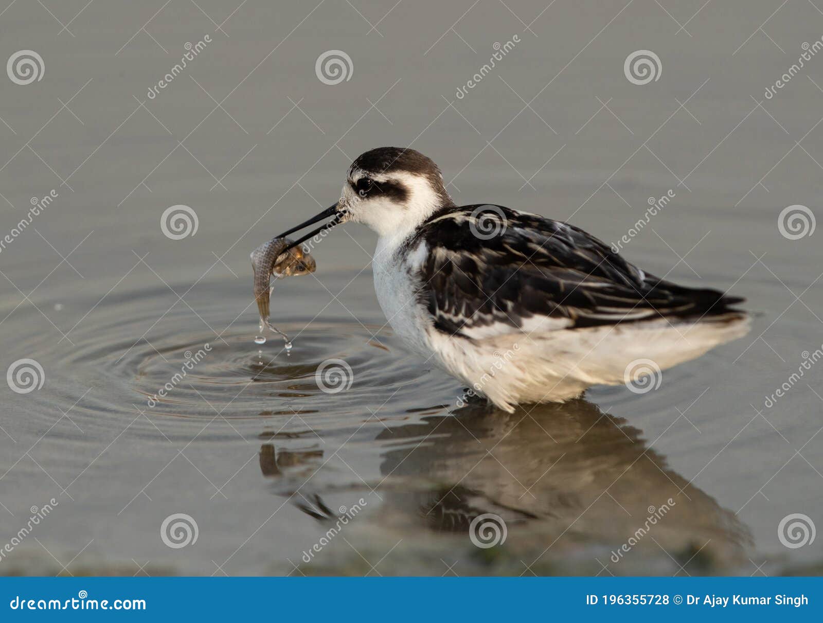 Faropa Cantada Com Um Peixe Em Asker Marsh Bahrain Foto de Stock ...