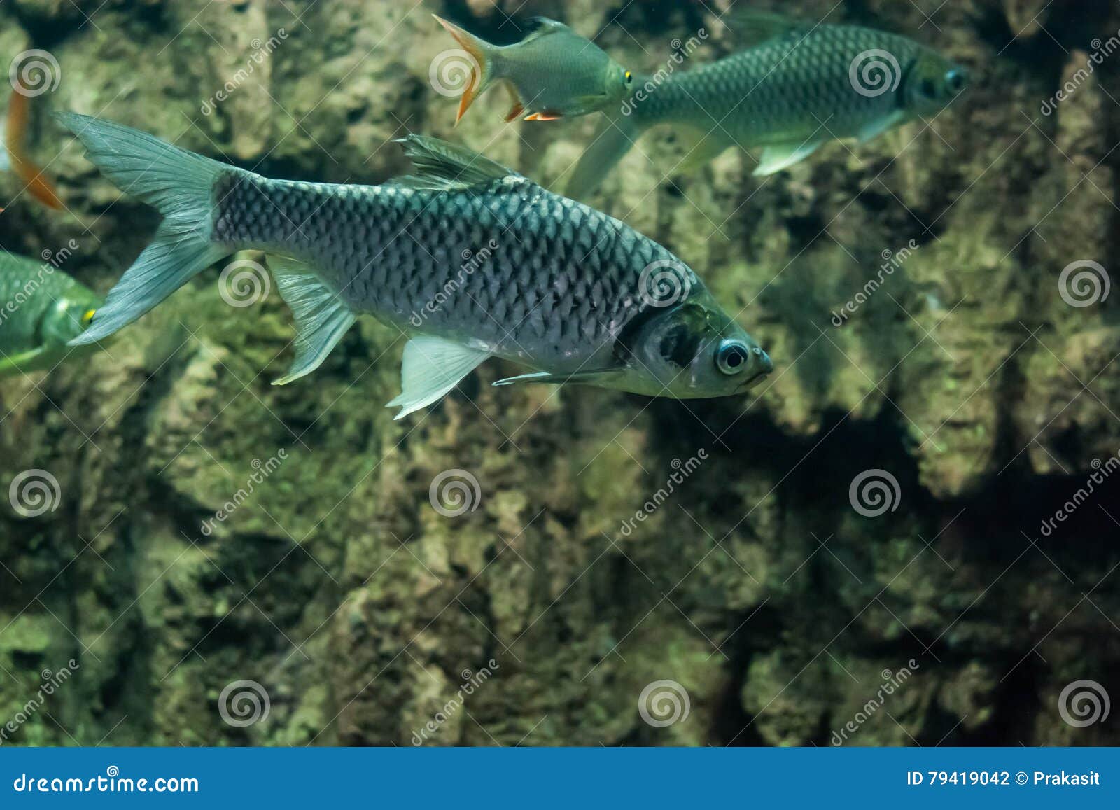 Farpa De Java, Farpa De Prata Foto de Stock - Imagem de barba, dieta ...