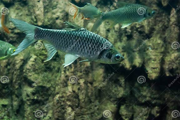 Farpa De Java, Farpa De Prata Foto de Stock - Imagem de barba, dieta ...