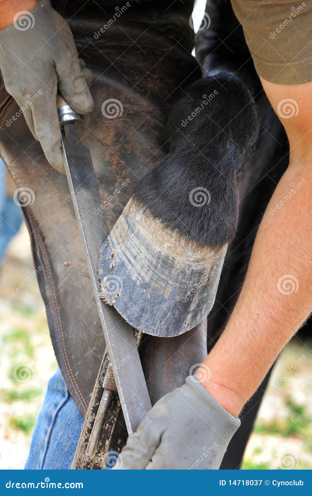 Farrier stock image. Image of farrier, shoes, service - 14718037