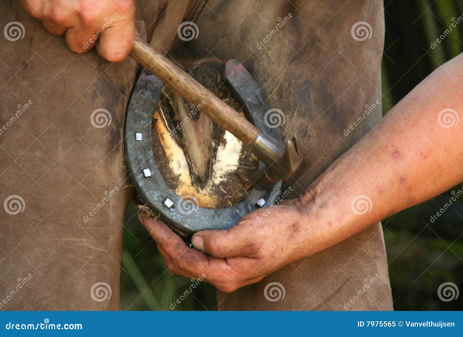 Farrier stock image. Image of equin, hammer, ranch, work - 7975565