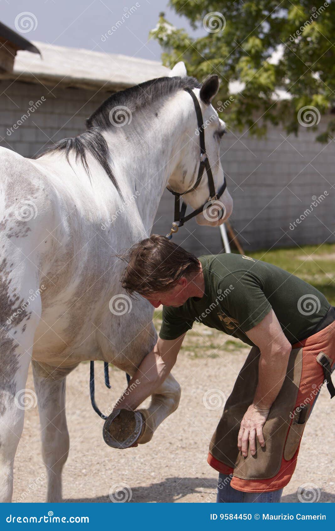 Farrier Control the Old Horseshoe Stock Photo - Image of animal ...