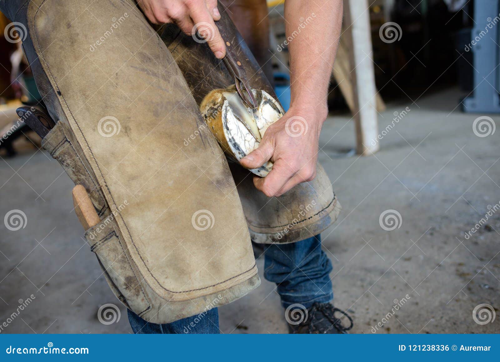 Farrier removing a hoof stock photo. Image of labor - 121238336