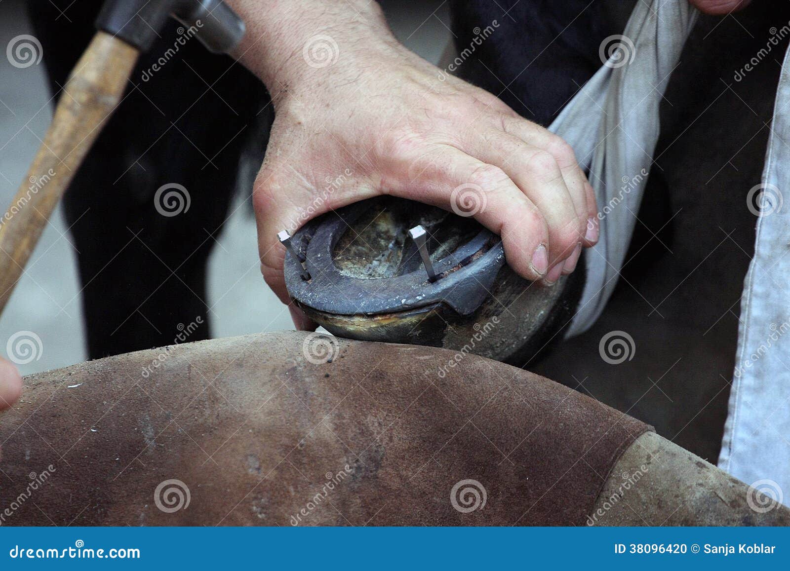 Farrier at work 2 stock photo. Image of horse, peoeple - 38096420