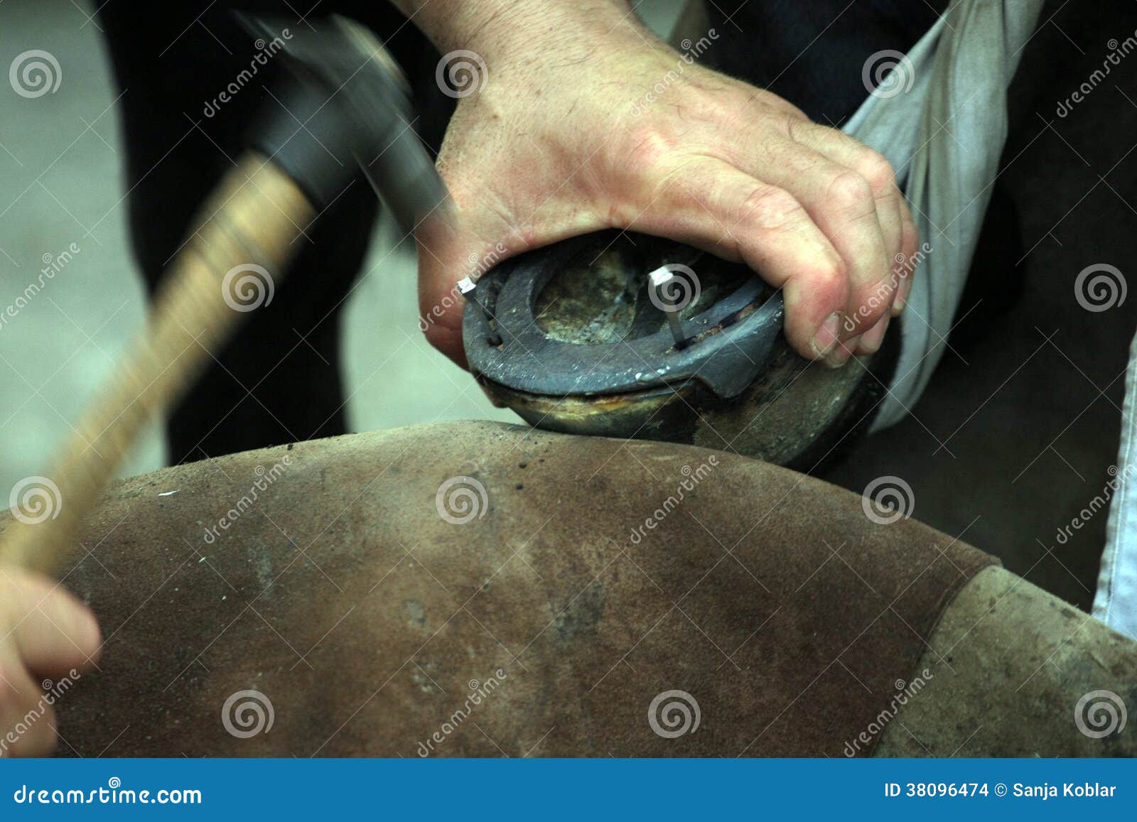 Farrier at work stock photo. Image of blacksmith, horse - 38096474