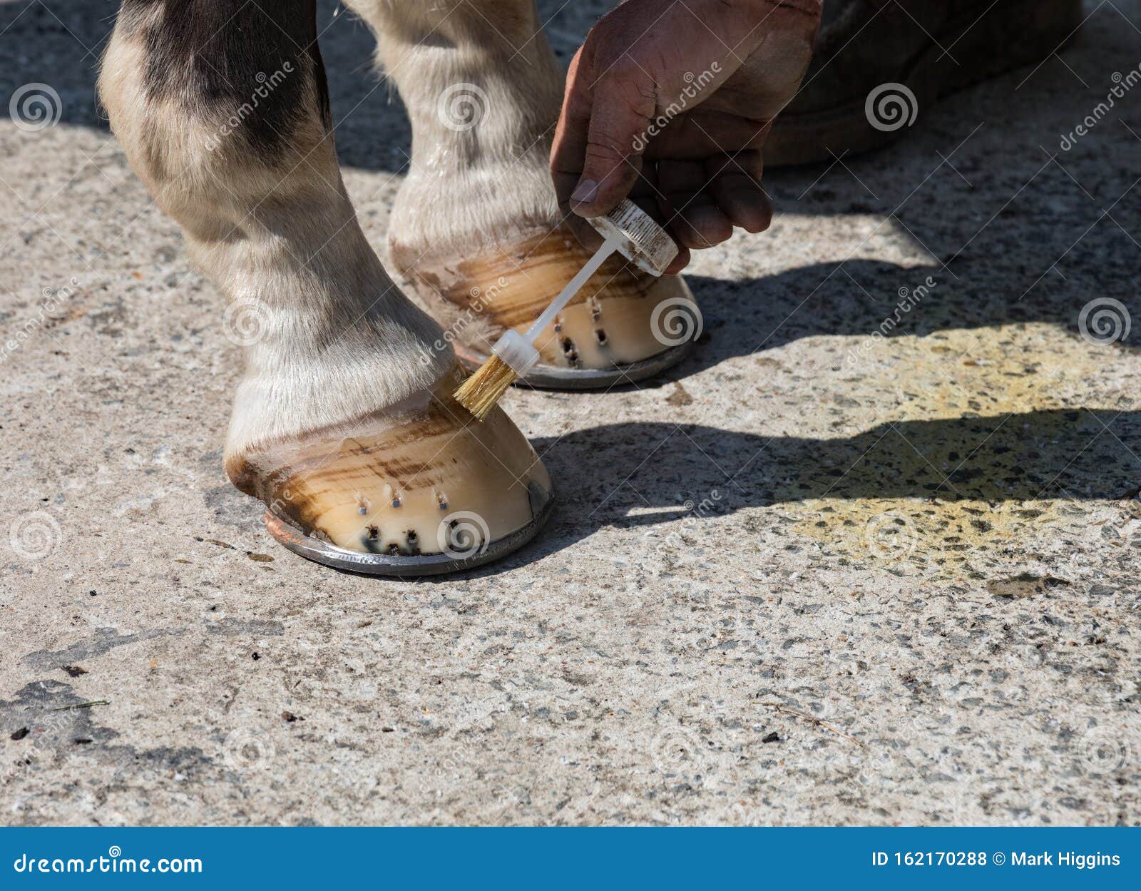 Farrier at work stock photo. Image of iron, file, patience - 162170288