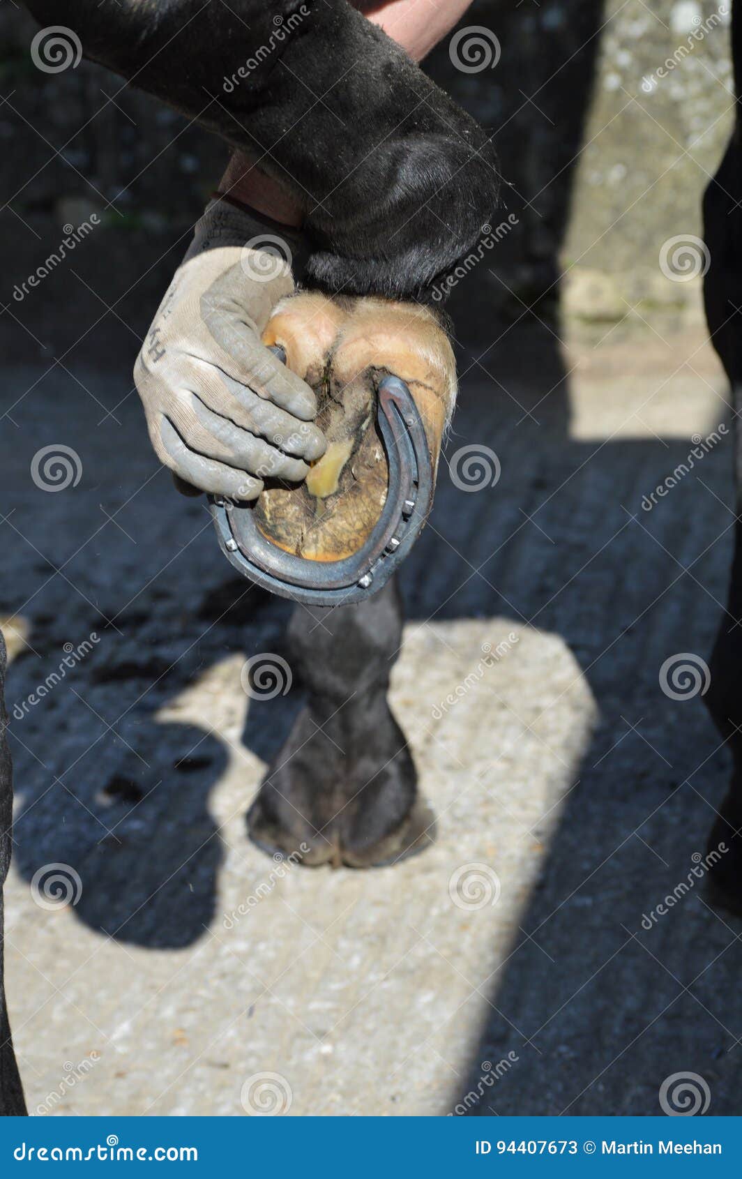 Farrier Working on a Horse. Stock Image - Image of trimming, horse ...