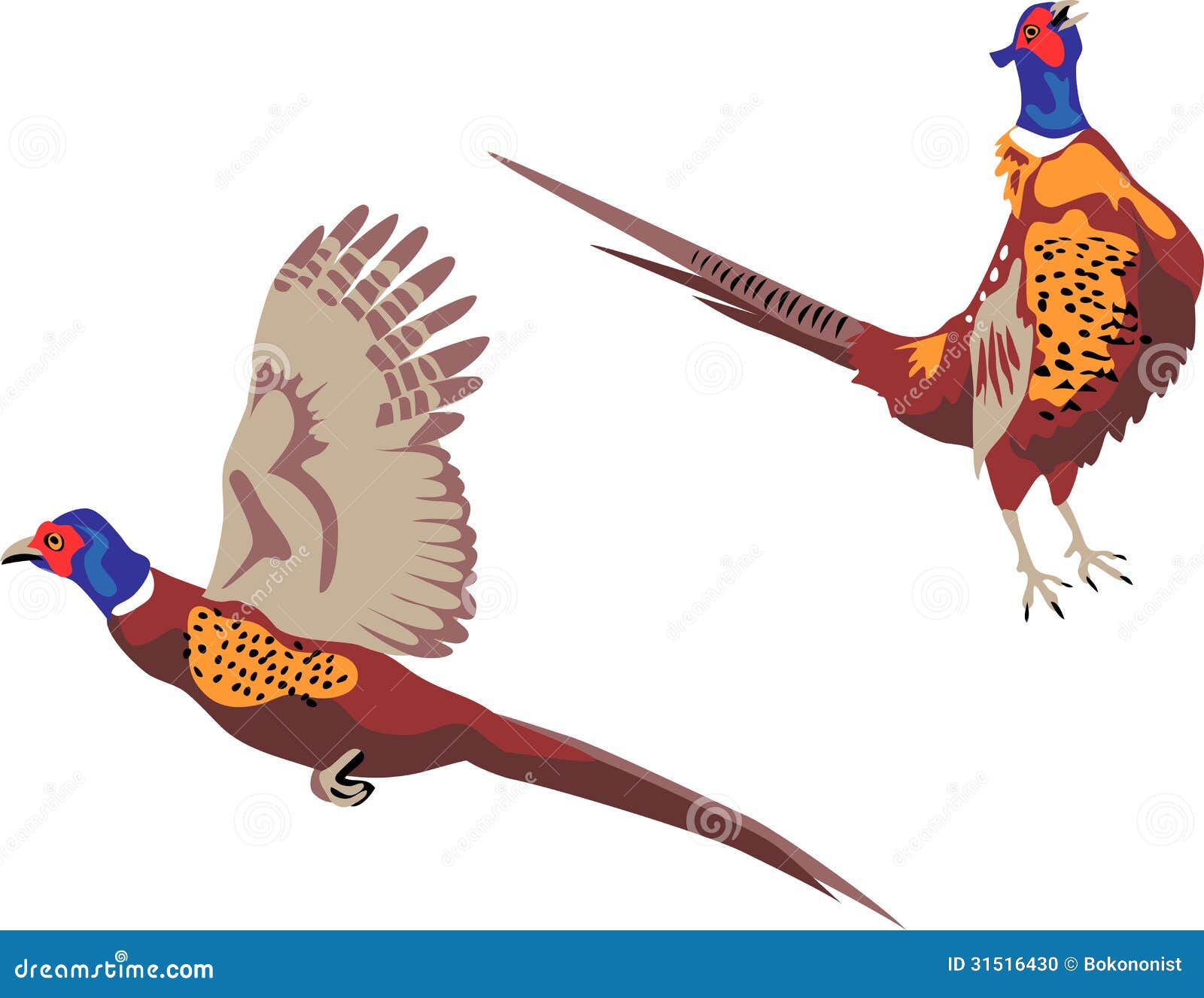 Fasan vektor abbildung. Illustration von flugwesen, krähen - 31516430