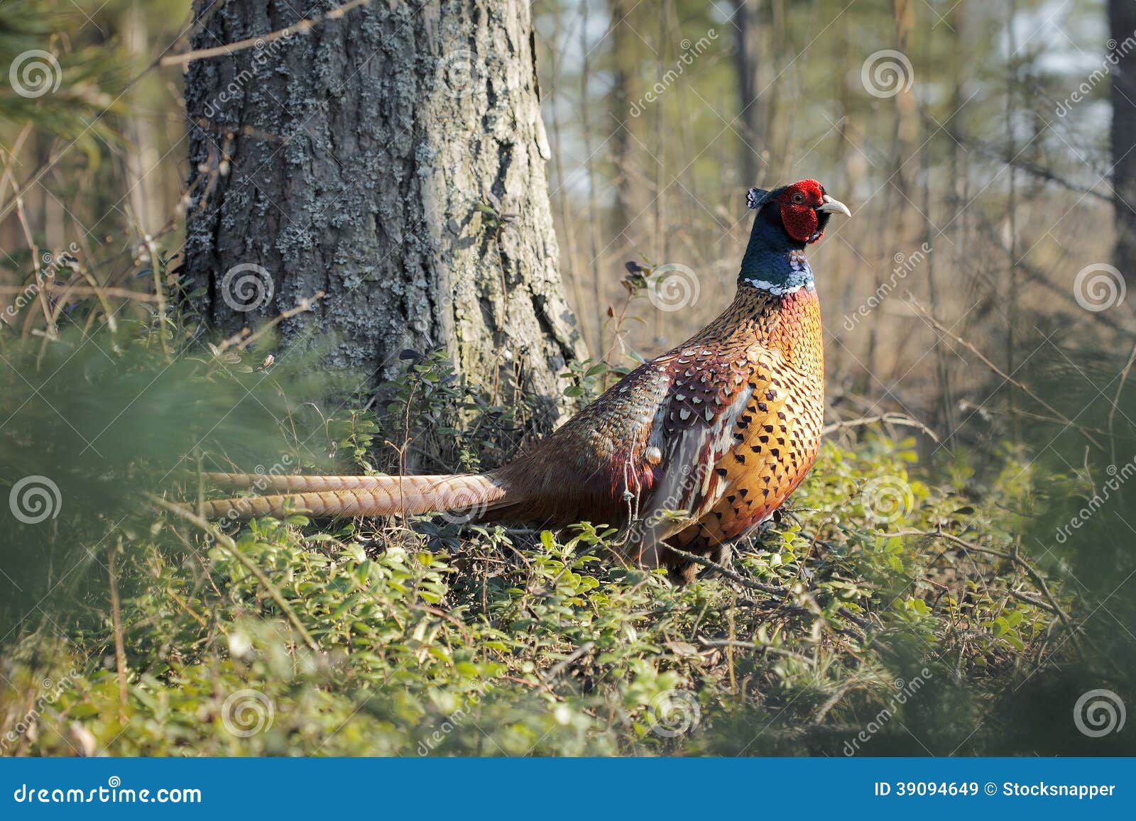 Fasan stockbild. Bild von wildnis, fasan, finnland, finnisch - 39094649