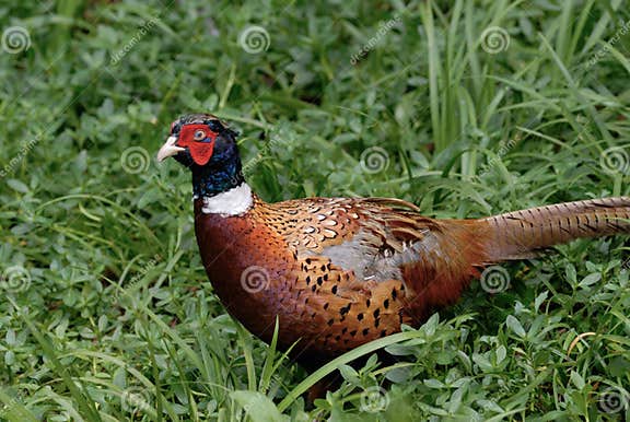 Fasan stockfoto. Bild von nahaufnahme, flügel, feder, kopf - 6253986