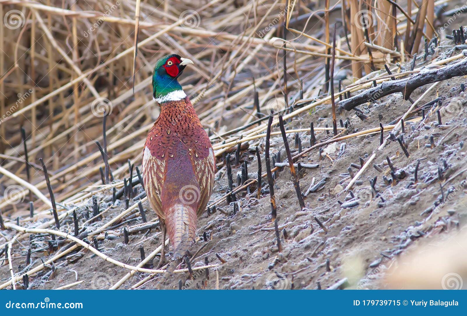 Fasan. Ein Vogel Steht in Einem Verbrannten Schilf Stockbild - Bild von ...