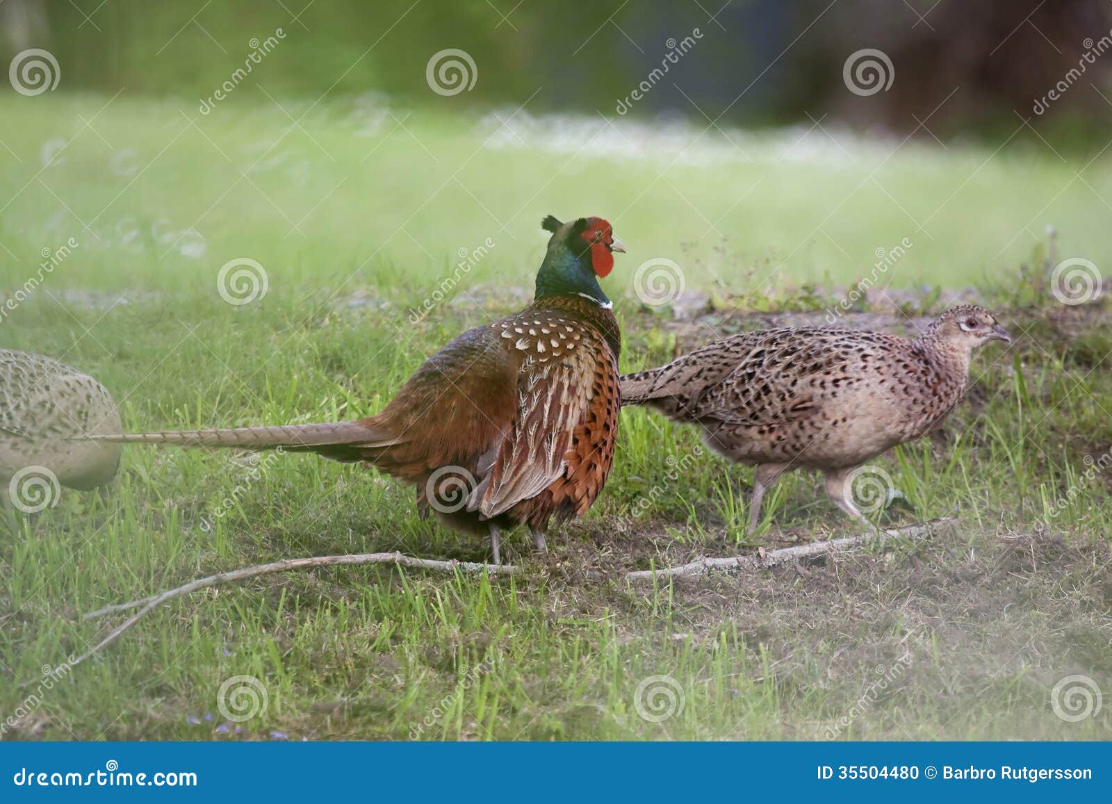 Fasane stockfoto. Bild von mann, fasane, paar, frau, tier - 35504480