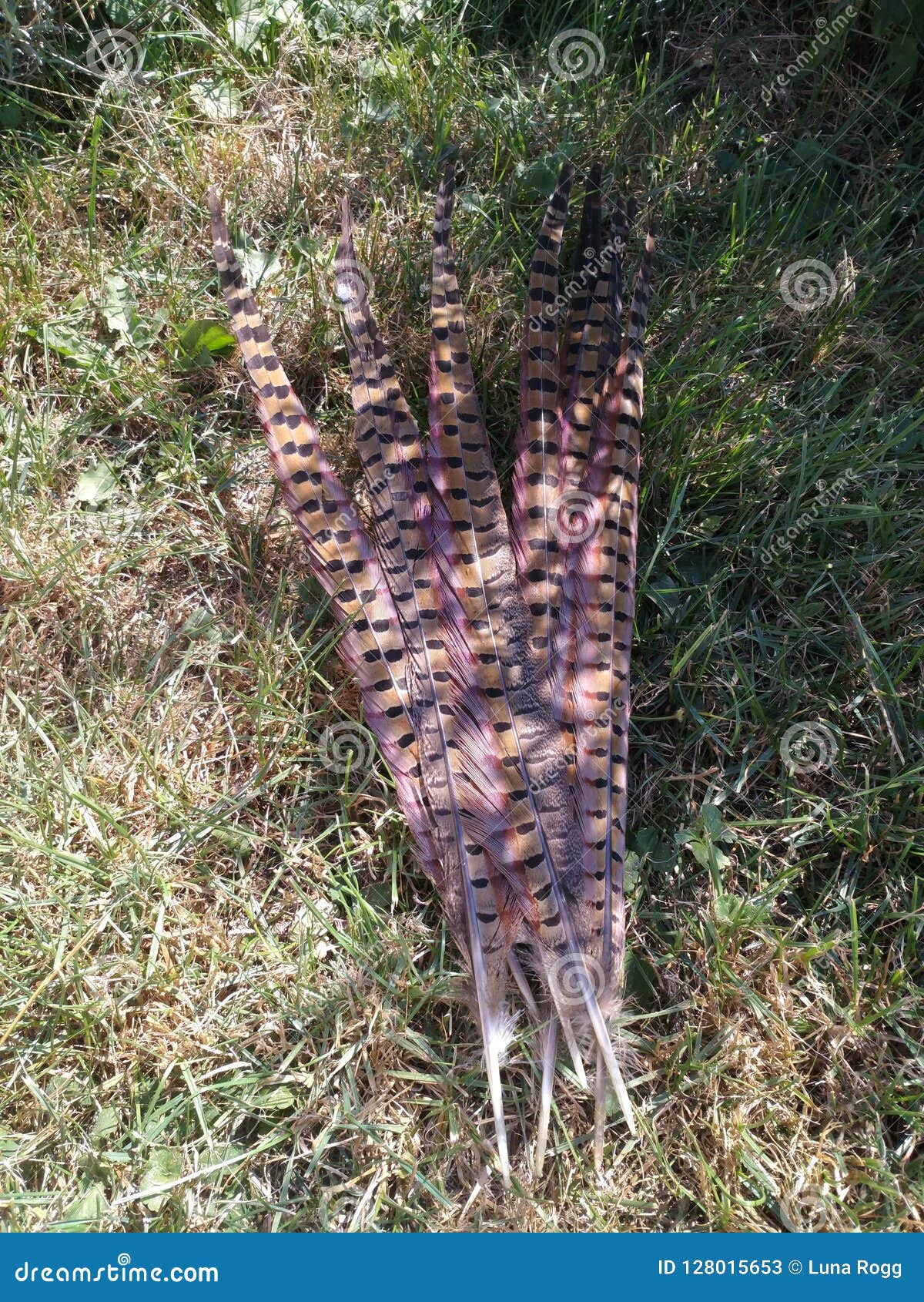 Pheasant Feathers stock image. Image of fasanenfedern - 128015653