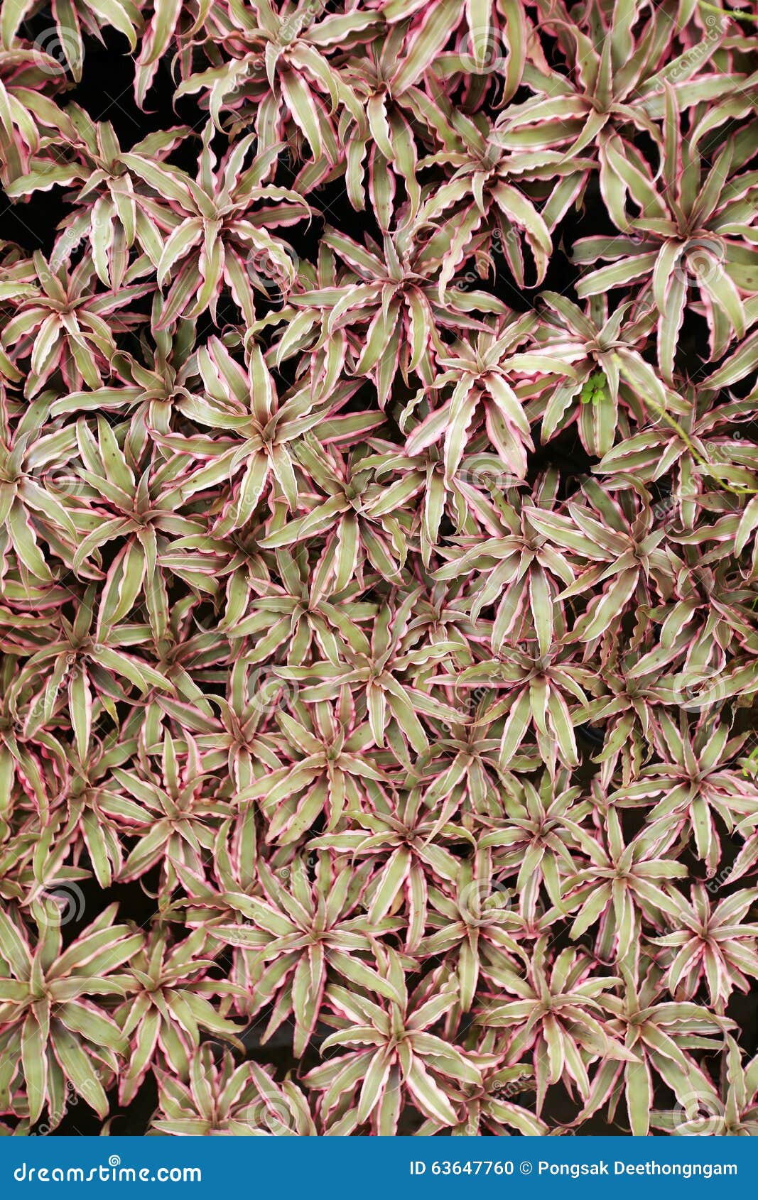 Fasciata D'Aechmea, Bromélia Photo stock - Image du fermer, rose: 63647760