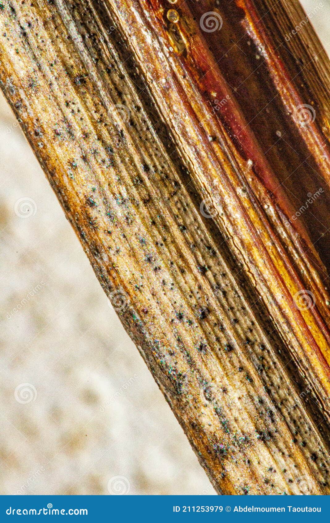 Stem Fasciation of Grape Vine Stock Image - Image of abnormal ...