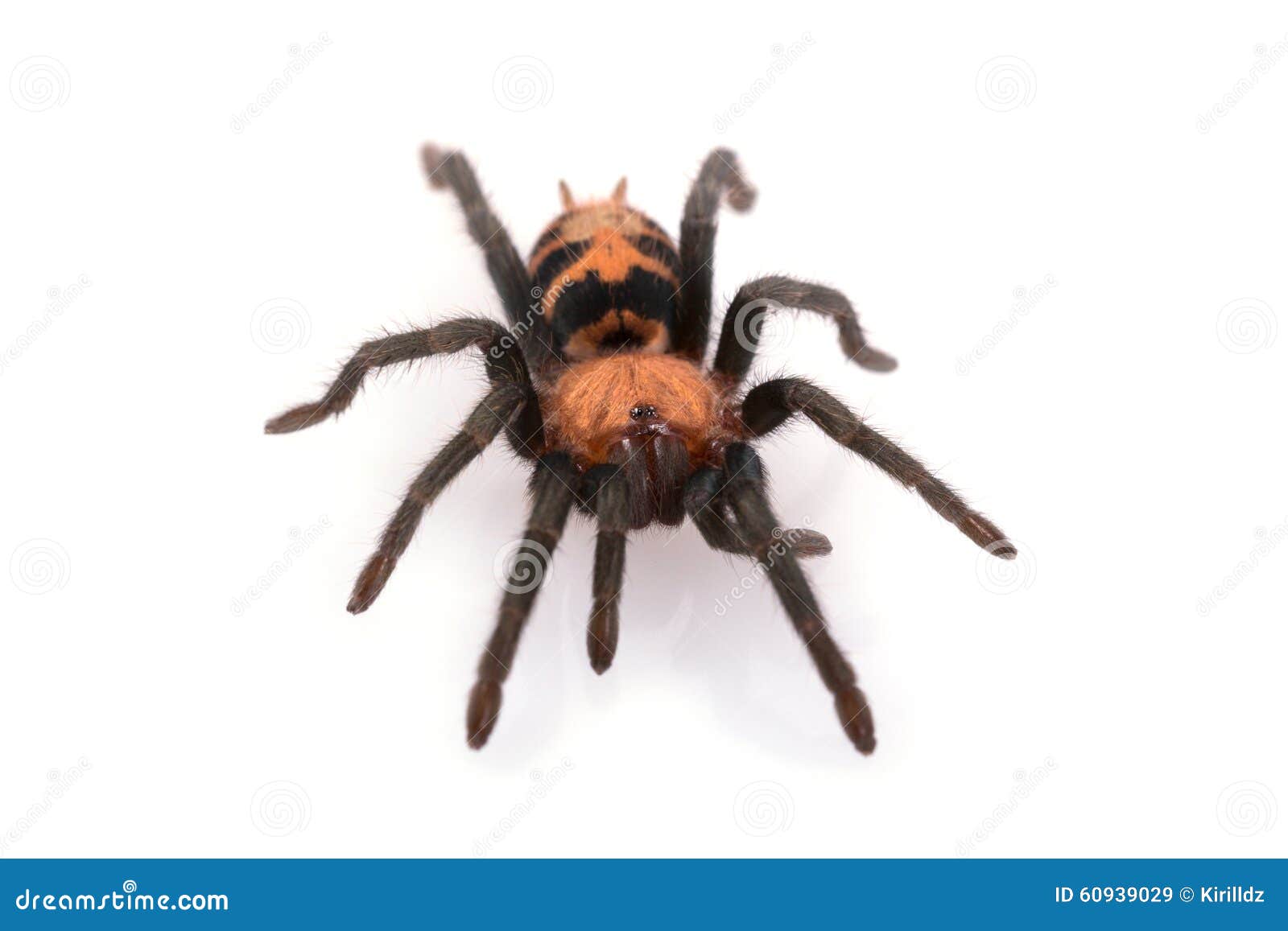 Fasciatum De Tiger Rump Tarantula Cyclosternum Imagem de Stock - Imagem ...