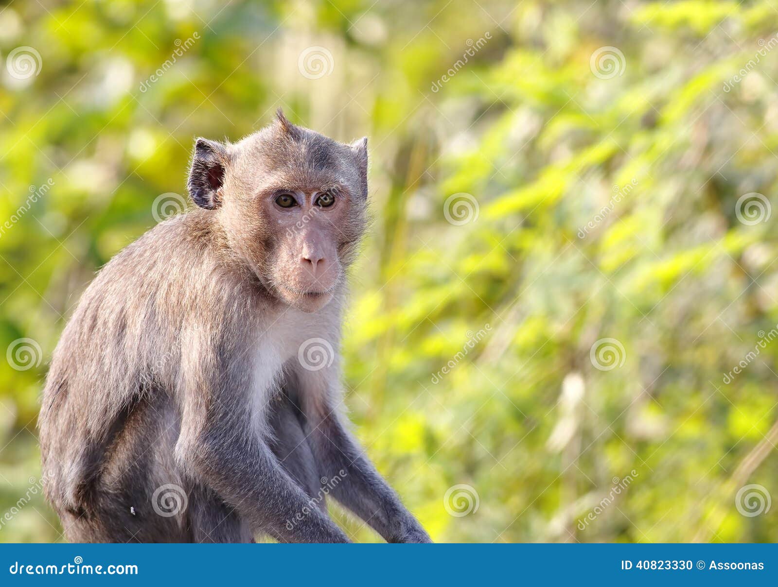 Fascicularis De Cauda Longa Do Macaca Do Macaque Caranguejo-comer Do ...