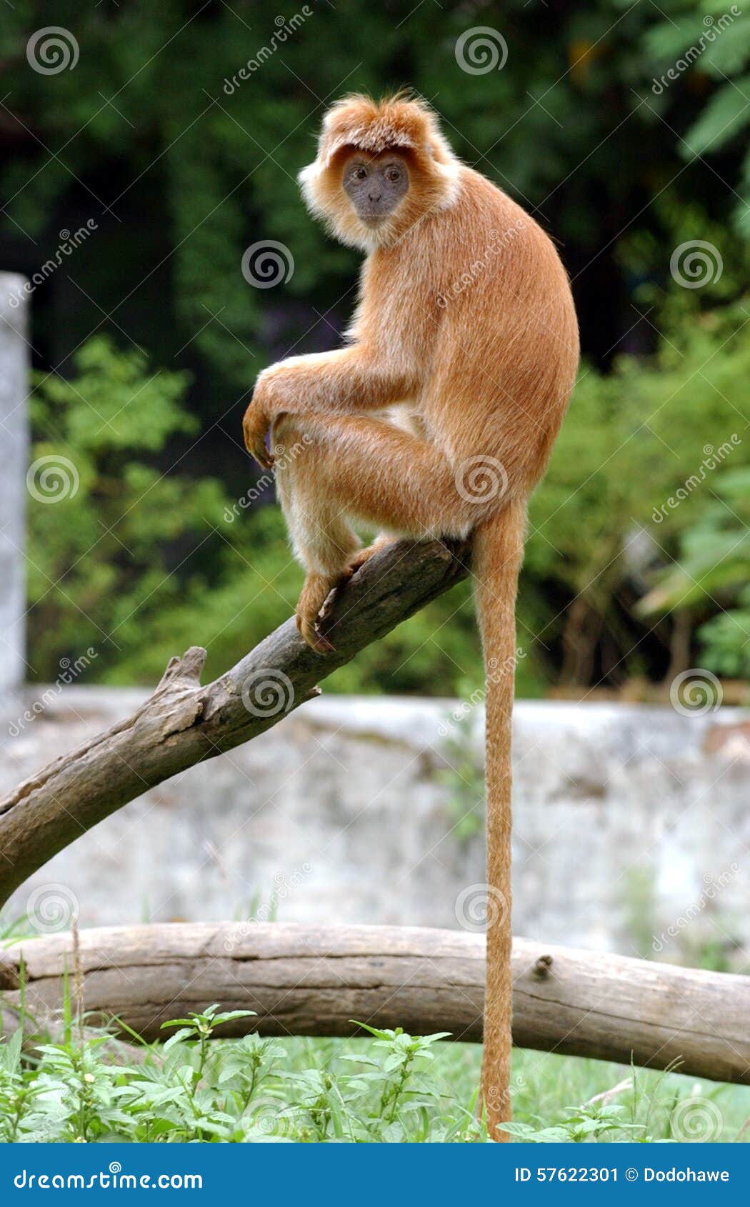 Fascicularis del Macaca immagine stock. Immagine di mangi - 57622301