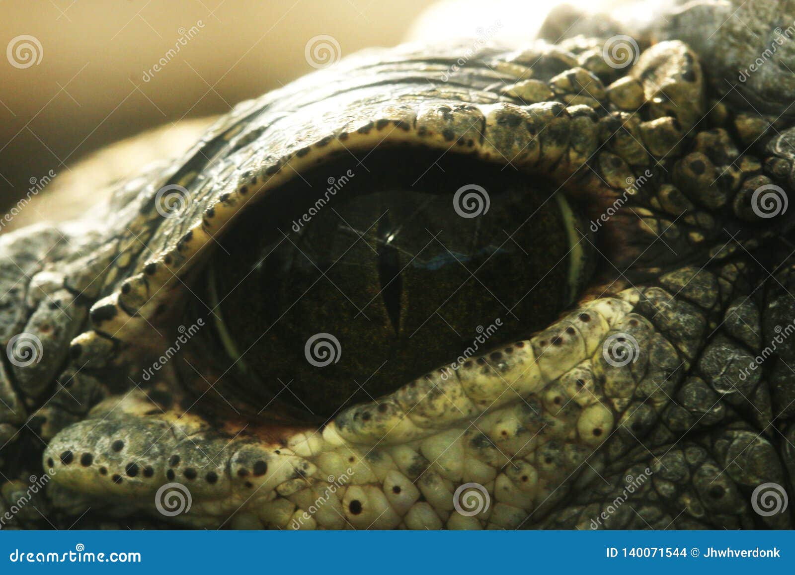The Fascinating Depths of Crocodiles Eye Stock Photo - Image of ...