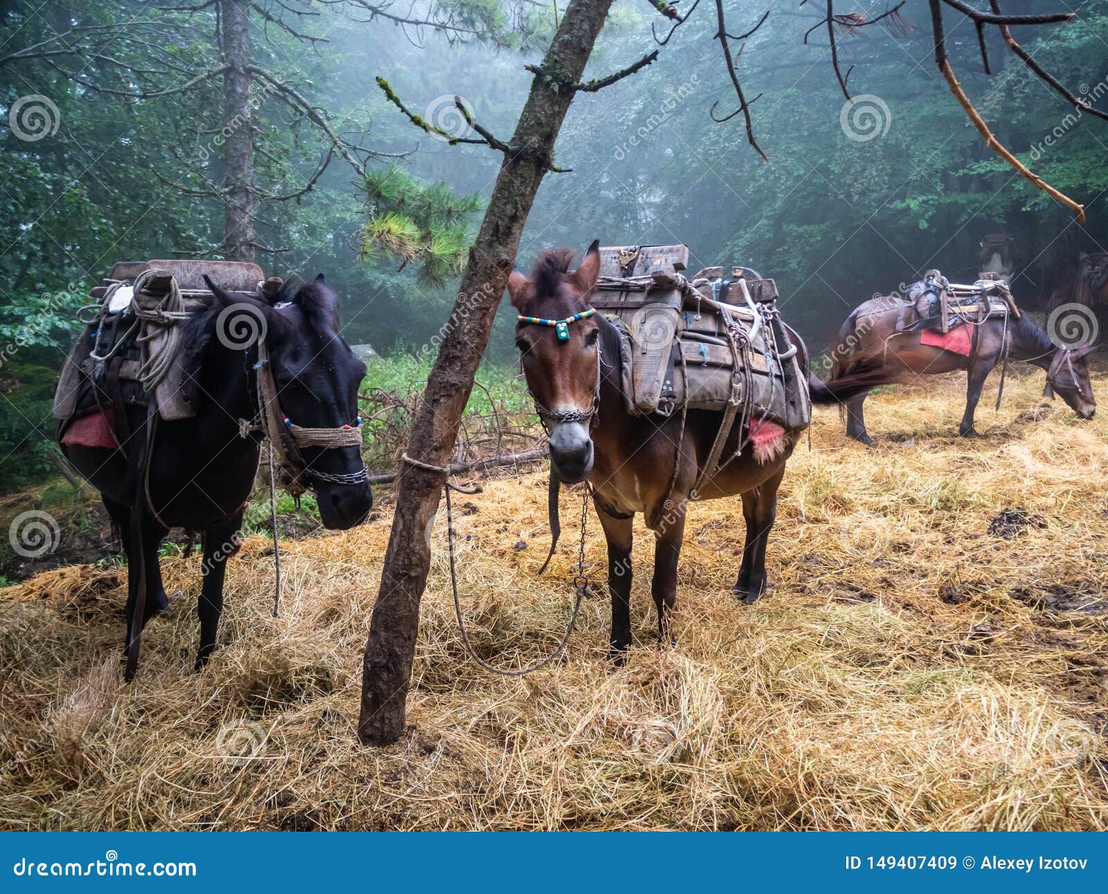 A Fascinating and Difficult Walk while Climbing Mount Olympus in Greece ...
