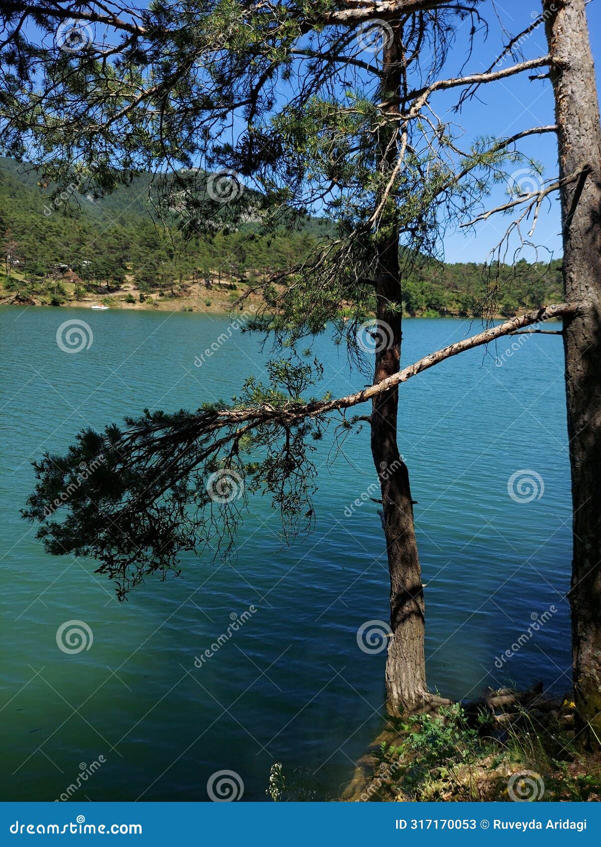 Fascinating Lake View among the Trees Stock Image - Image of river ...