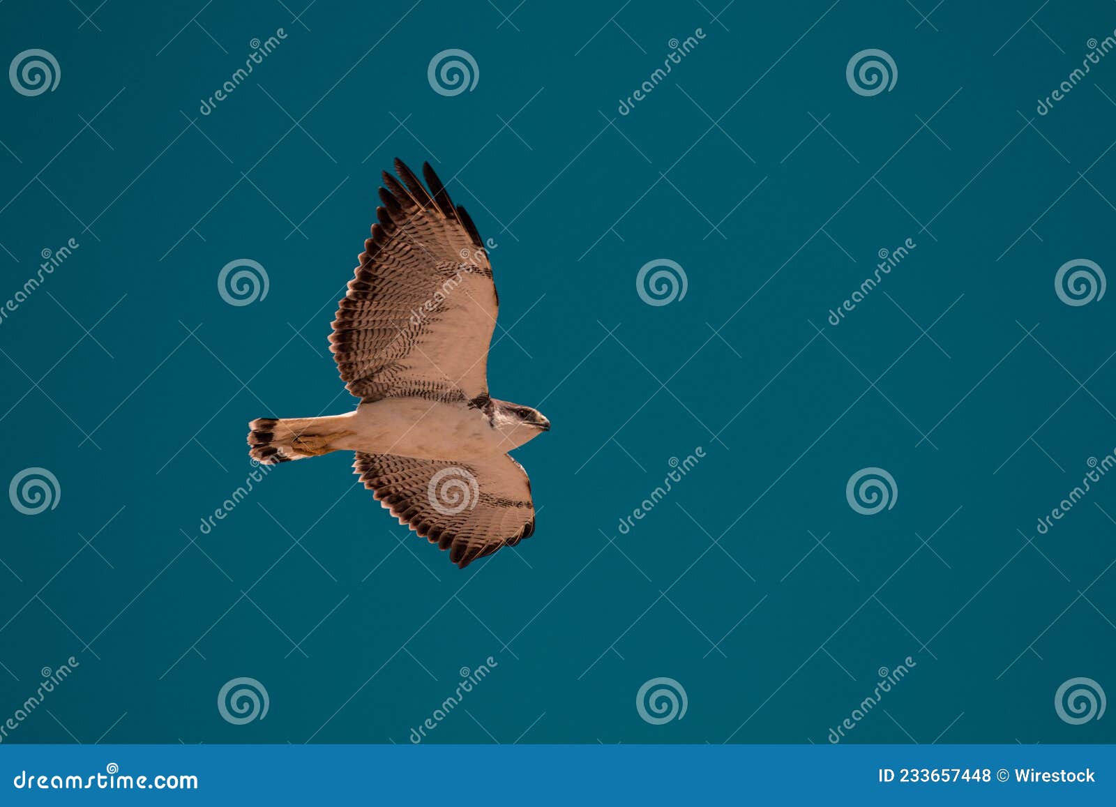 Fascinating Shot of a Peruvian Eagle Flying Over the Bayovar Desert in ...