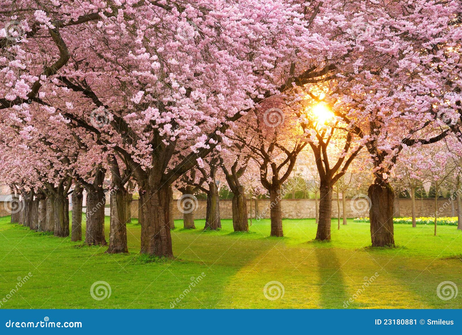 Fascinating Springtime Scenery Stock Image - Image of gold, covered ...