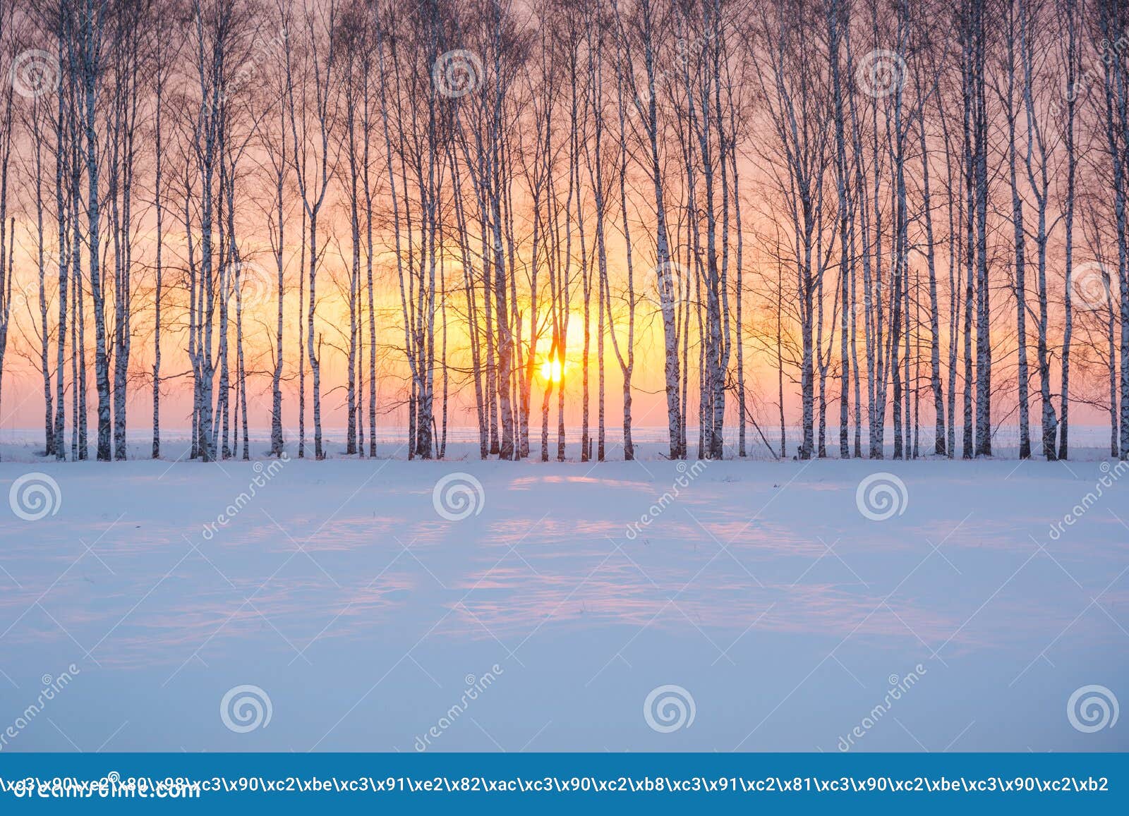 Charming Winter Sunset in the Winter Forest Stock Image - Image of ...