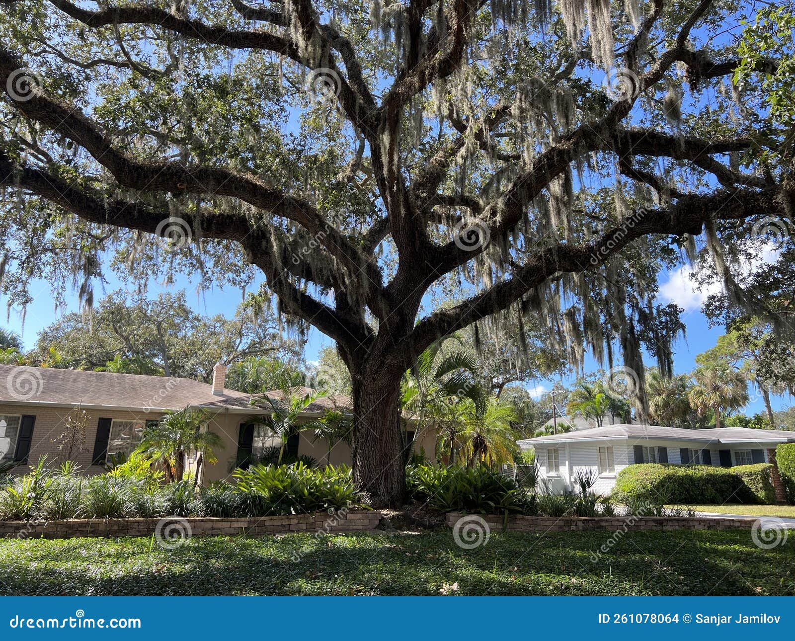 Spider Tree Royalty-Free Stock Image | CartoonDealer.com #261078064