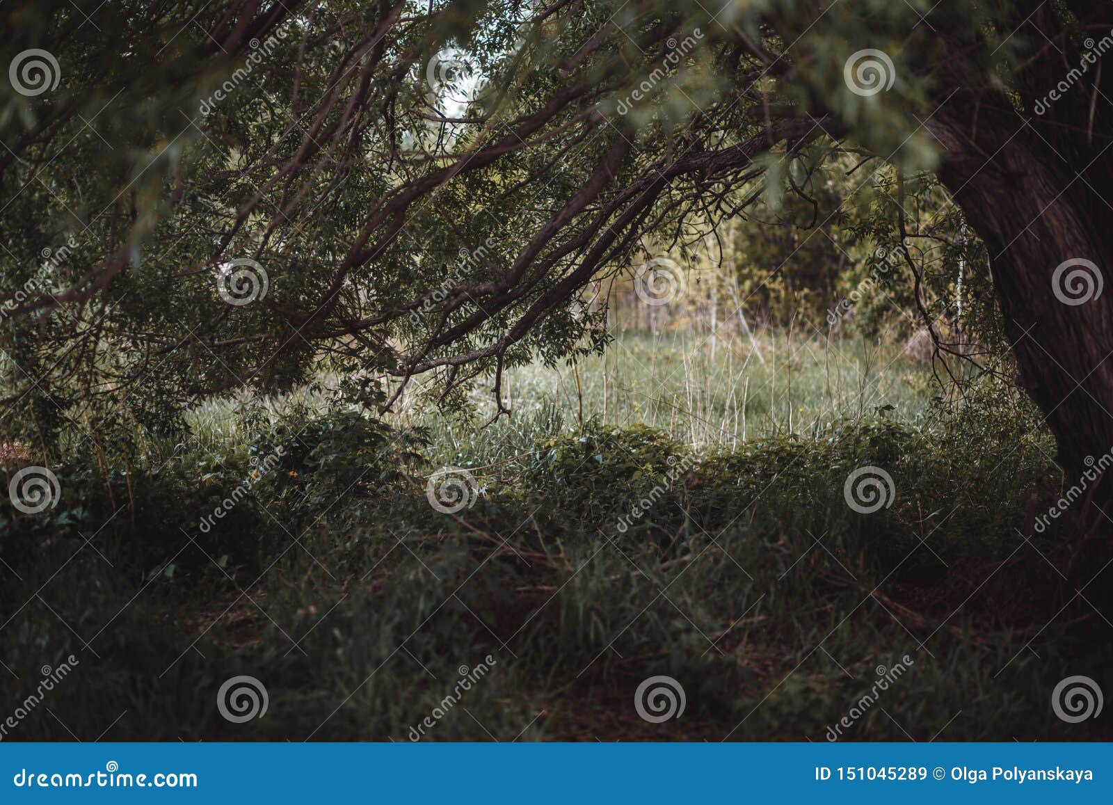 Fascinating Tunnel Under the Dense Canopy of Trees. Hanging Branches ...