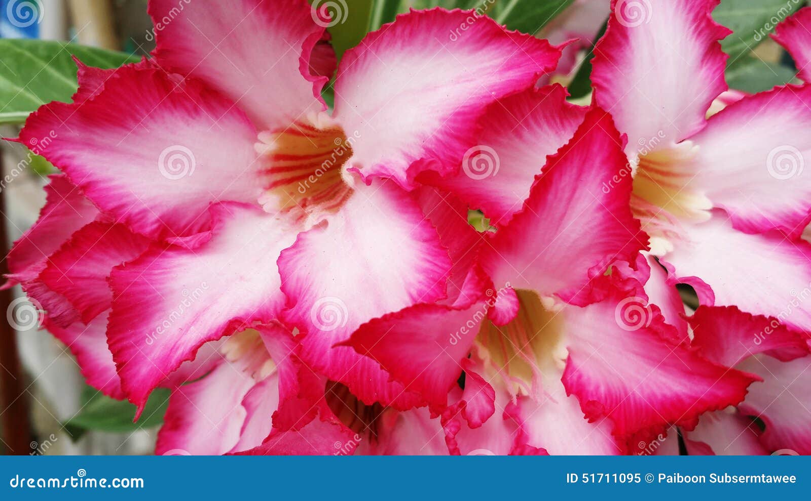 Fascinatingly flower stock image. Image of blossoming - 51711095