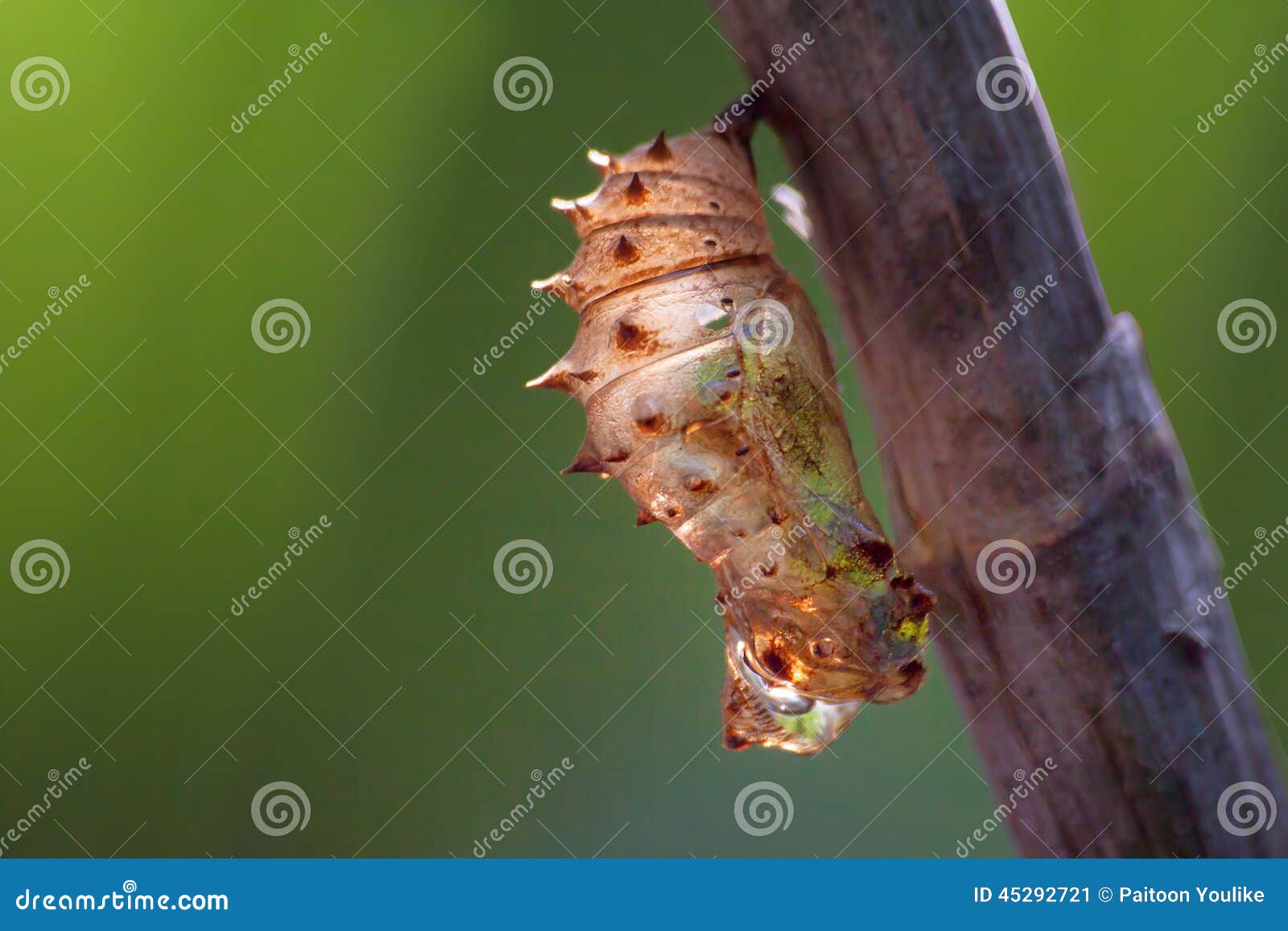 Fase in Bianco Della Crisalide Immagine Stock - Immagine di ambientale ...
