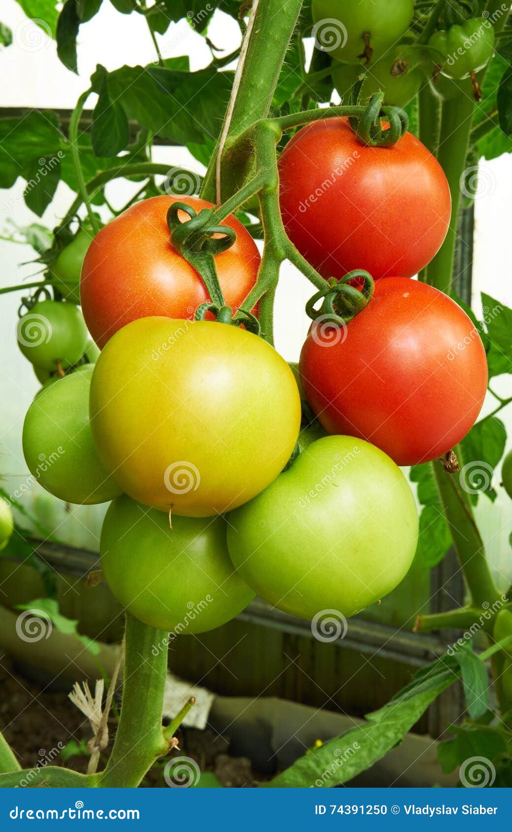 Fase Diferente De Tomates De Amadurecimento Em Um Ramo Foto de Stock ...