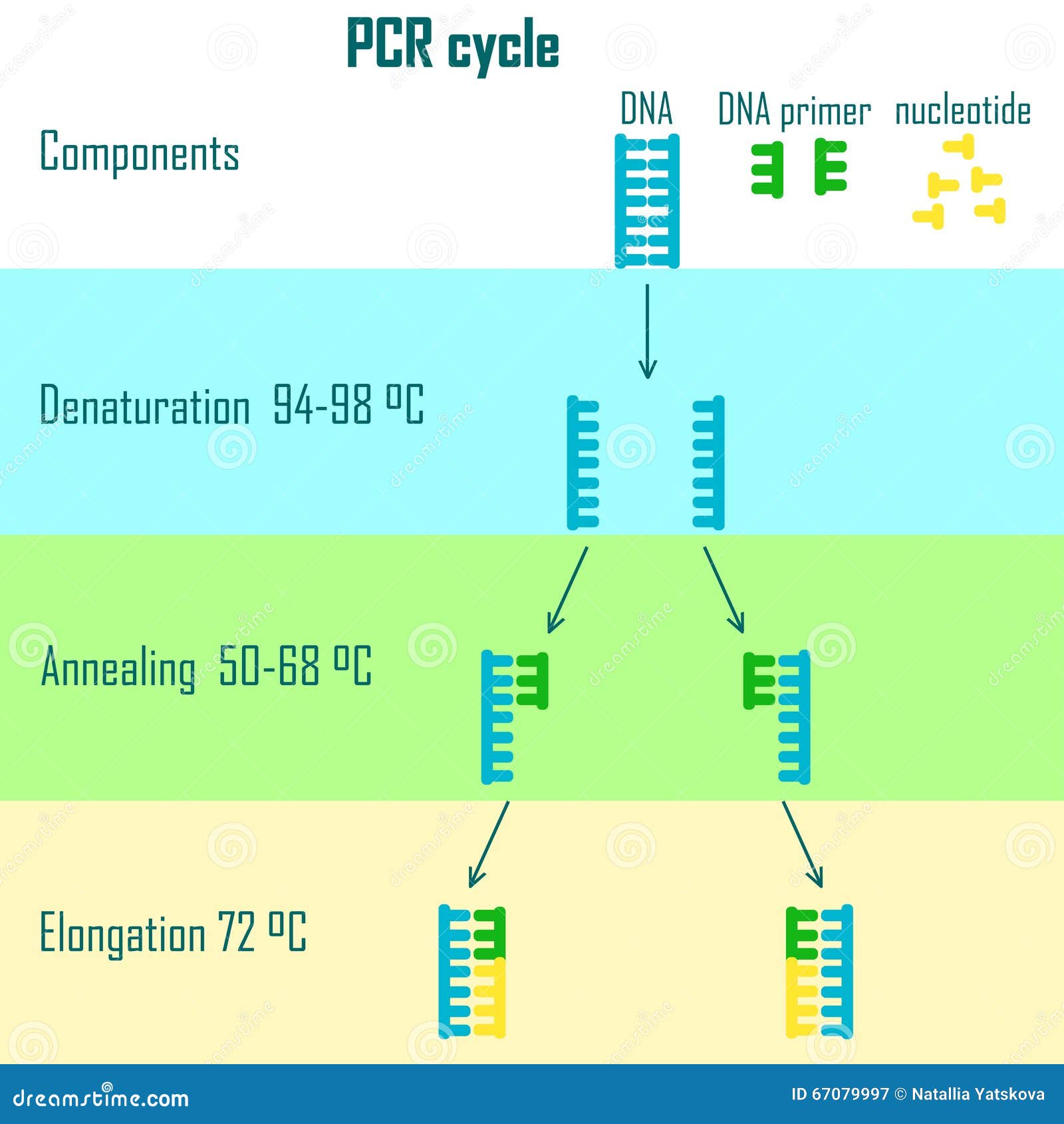 Fases do ciclo do Pcr ilustração do vetor. Ilustração de sequenciamento ...