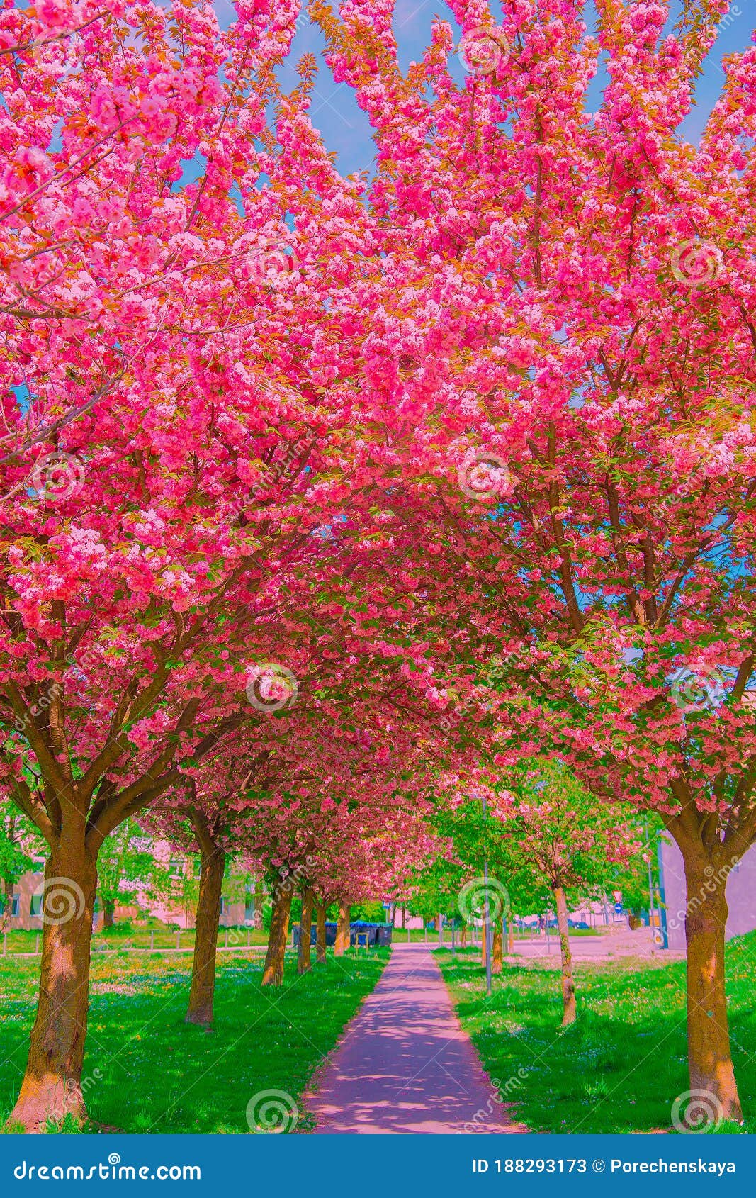 Fashion Aesthetics Wallpaper Pink Flowers Cherry Blossom Tree Stock