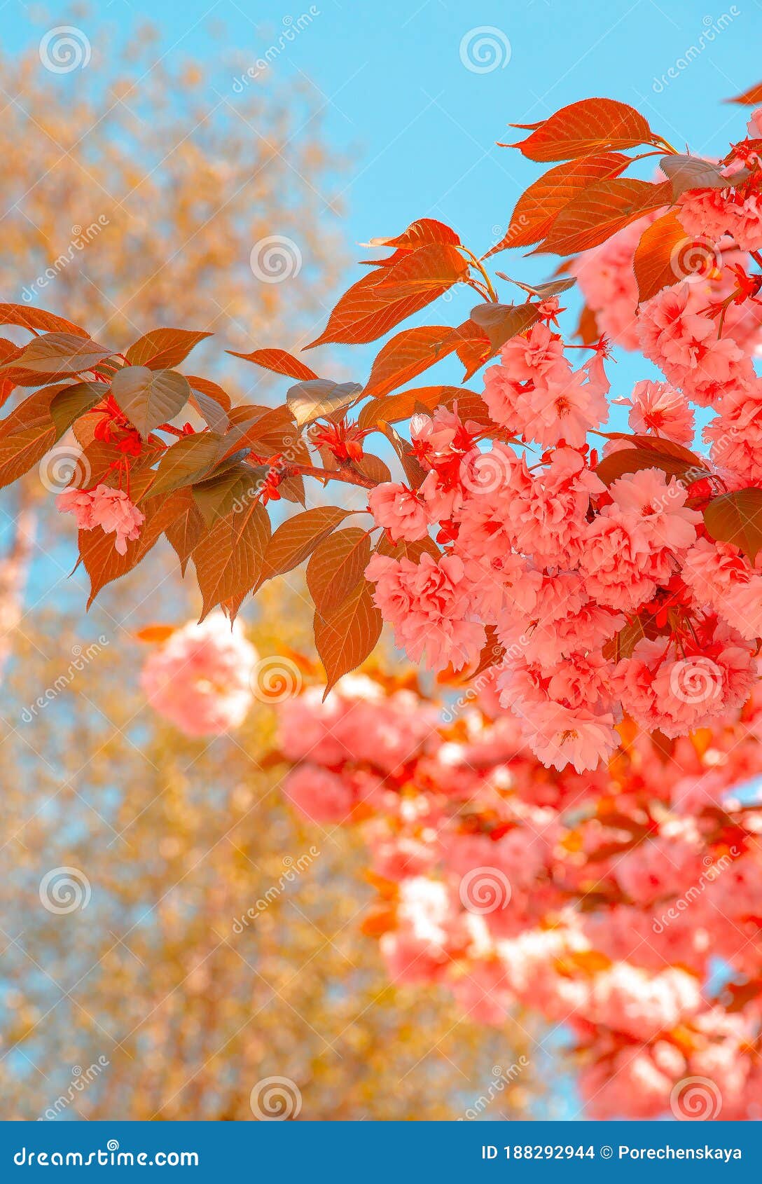Fashion Aesthetics Wallpaper Pink Flowers Cherry Blossom Tree Stock